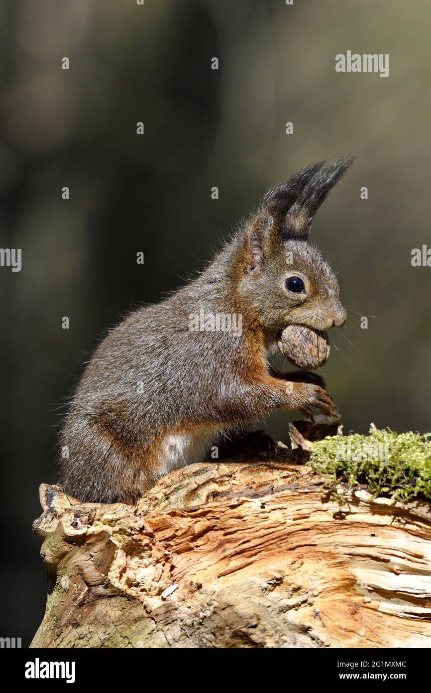 France, Doubs, Red Squirrel (Sciurus vulgaris) on a branch Stock Photo ...