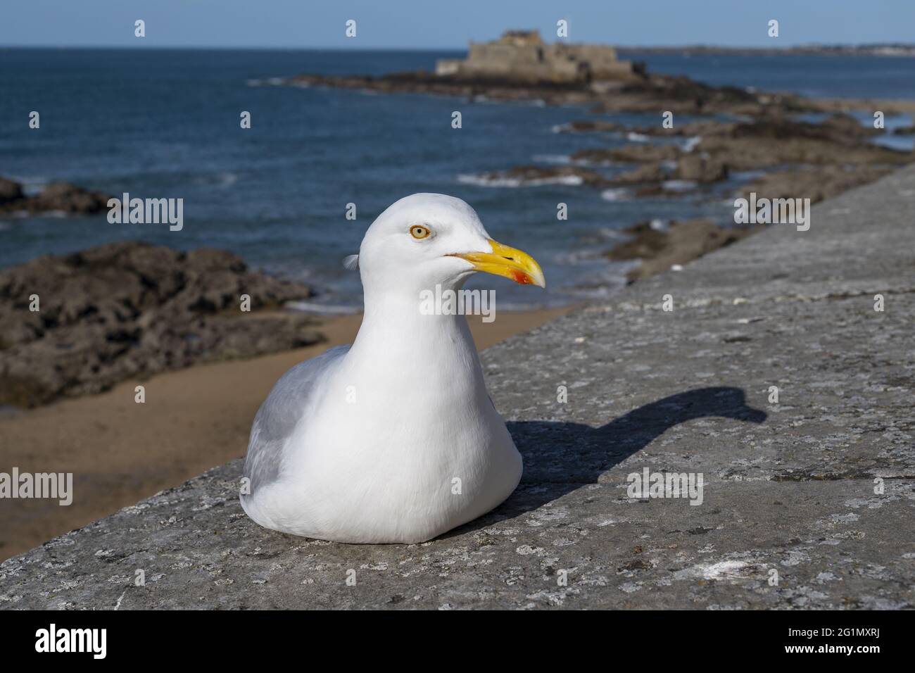 France, Isle and Vilaine, Saint Malo, a goeland on the ramparts and the ...