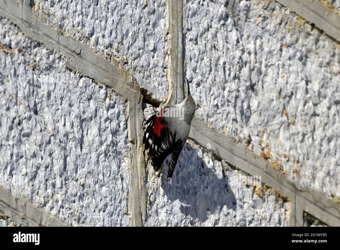 Tichodrome echelette hi-res stock photography and images - Alamy