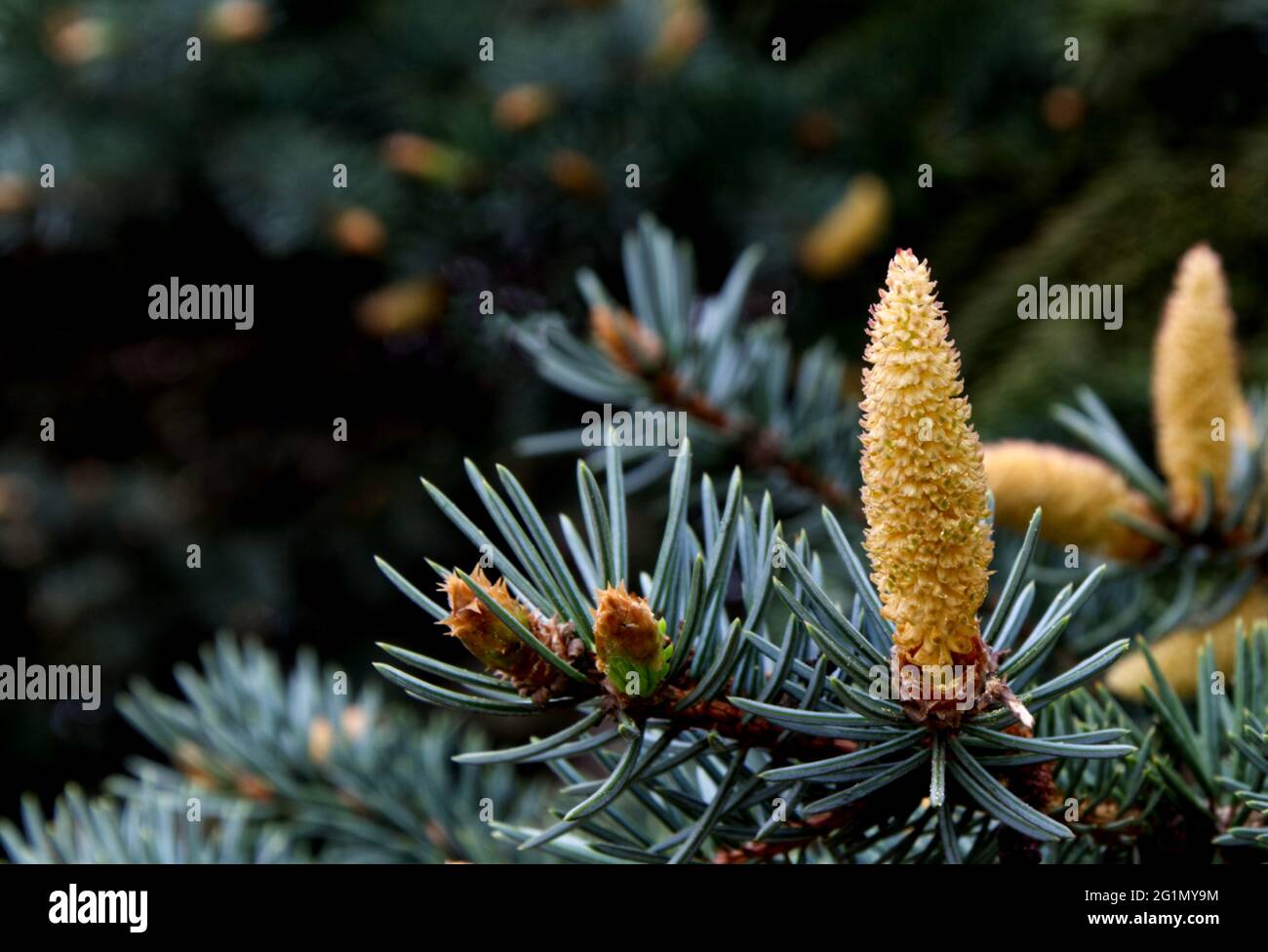 Needle plant part hi-res stock photography and images - Alamy