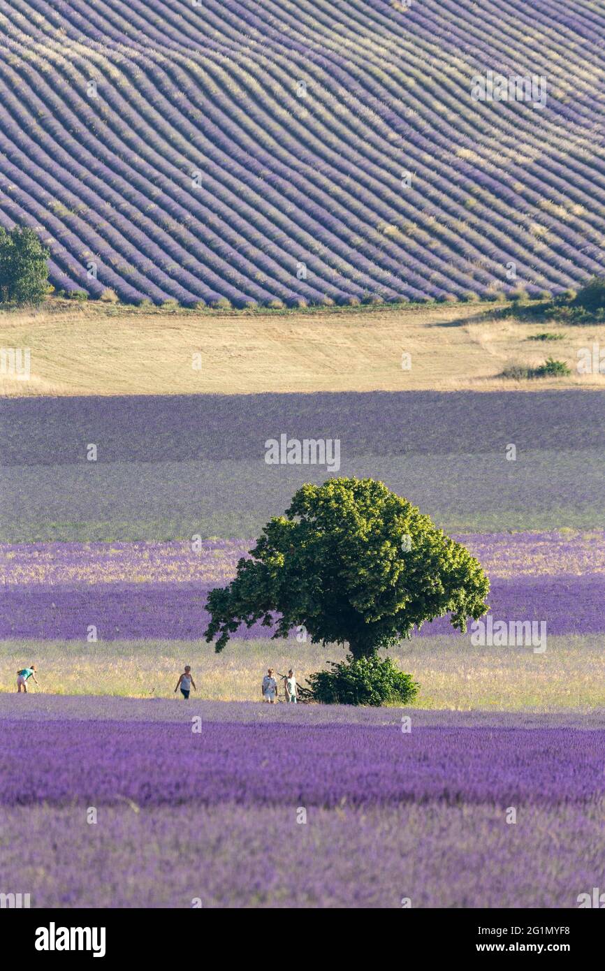 France, Vaucluse, Sault, lavender fields Stock Photo - Alamy