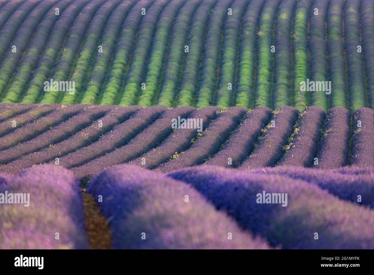 France, Vaucluse, Sault, lavender fields Stock Photo - Alamy