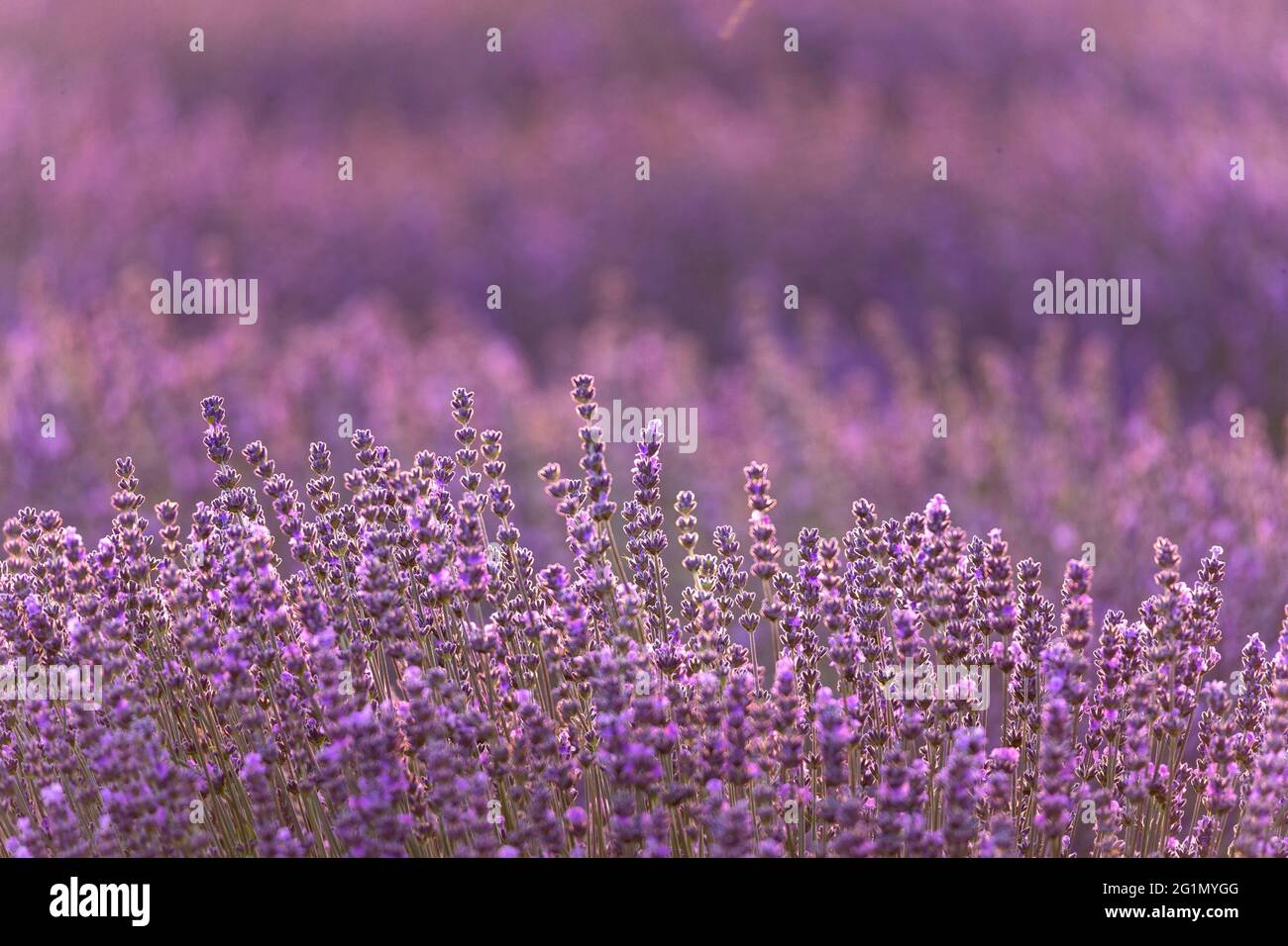 France, Vaucluse, Sault, lavender fields Stock Photo - Alamy