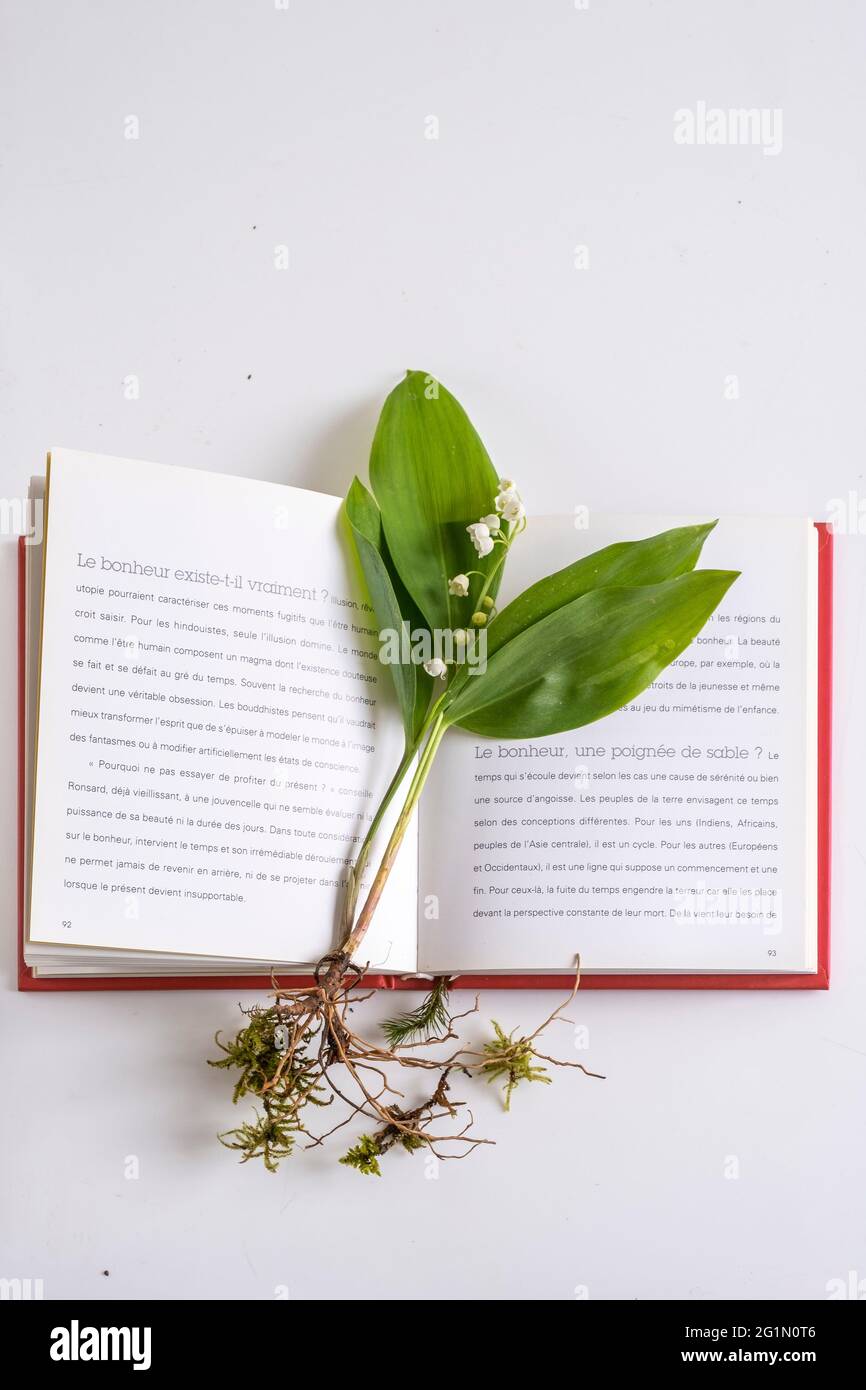 Sprig of lily of the valley hi-res stock photography and images - Alamy