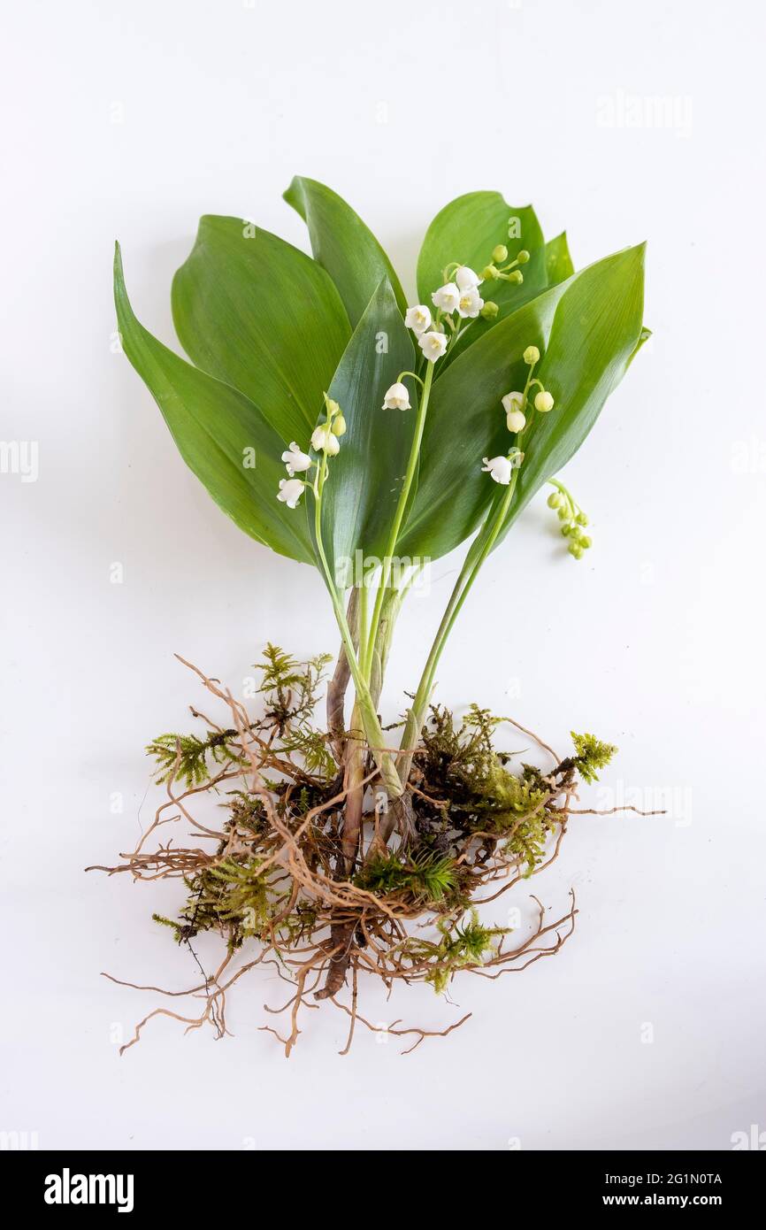 Sprig of lily of the valley hi-res stock photography and images - Alamy