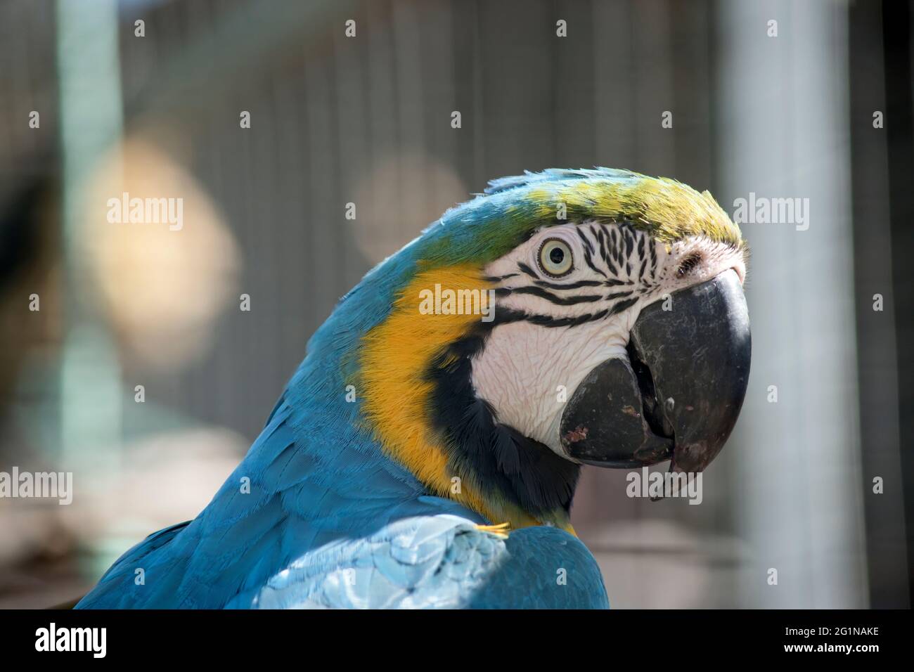 this is a side view of a blue and gold macaw Stock Photo - Alamy