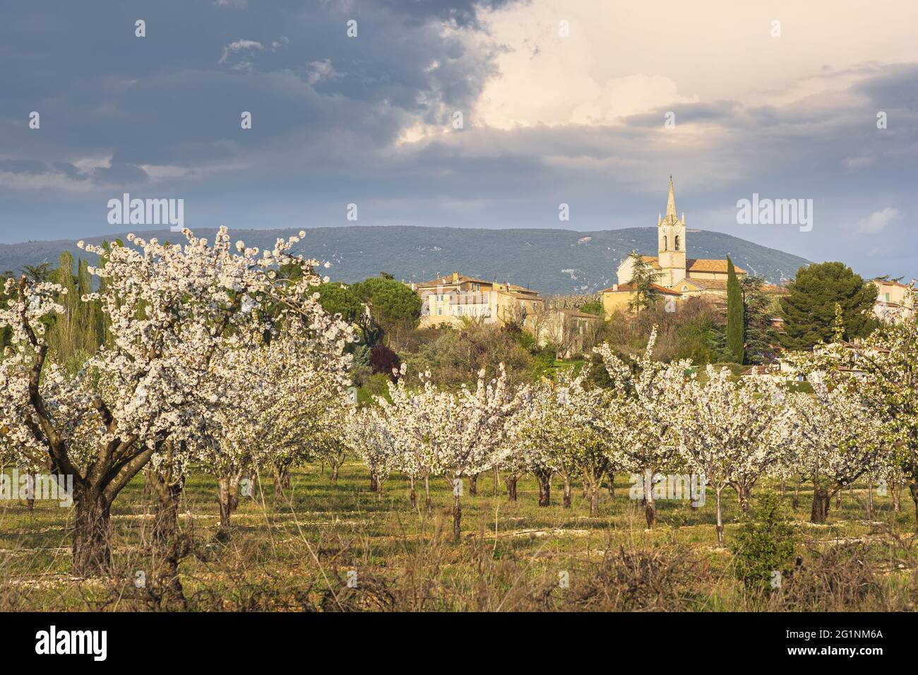 France, Vaucluse, Luberon regional nature park, Villars, blooming ...