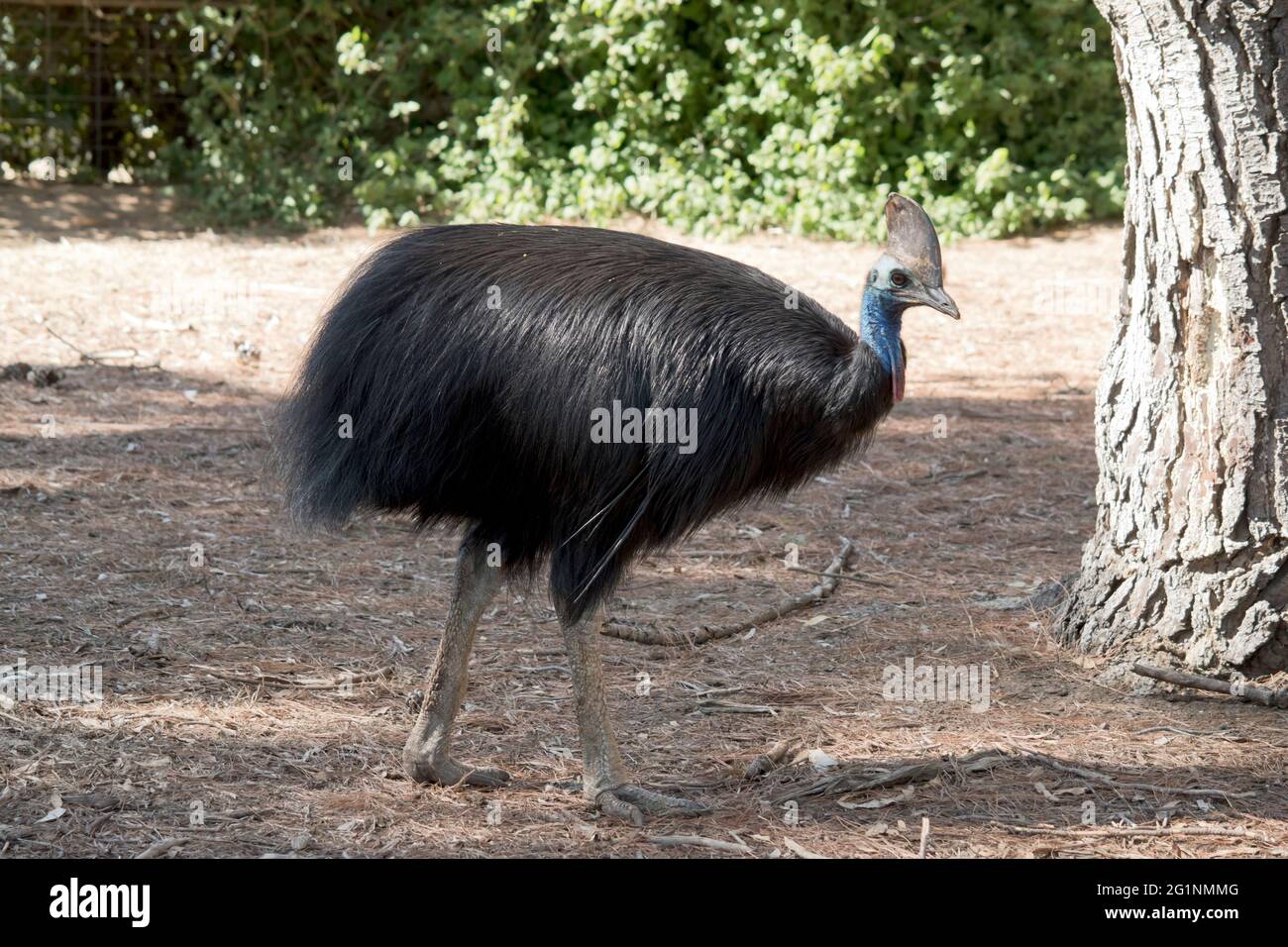 Large flightless bird hi-res stock photography and images - Alamy