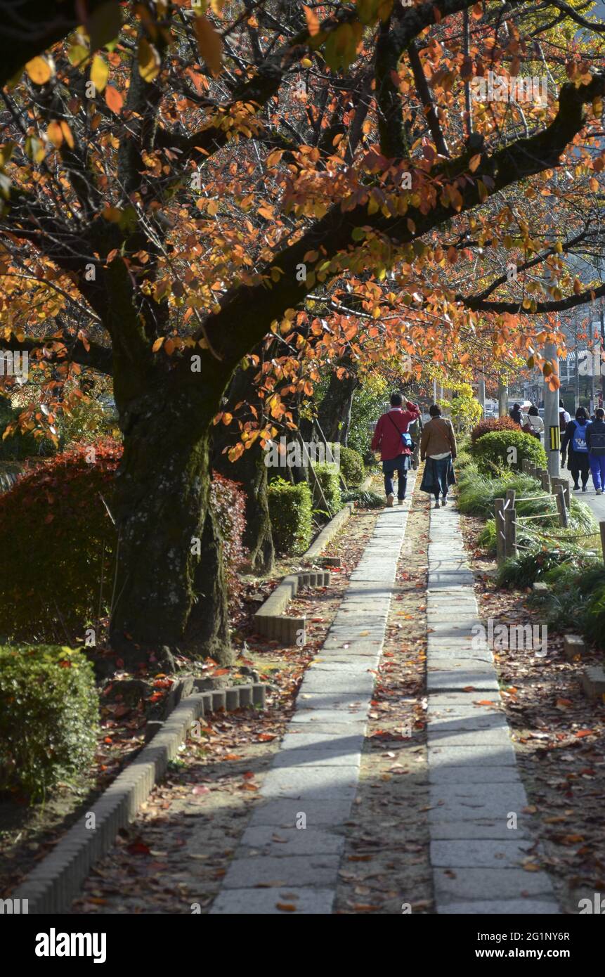 Philosopher's Path with autumn leave in Kyoto Stock Photo - Alamy