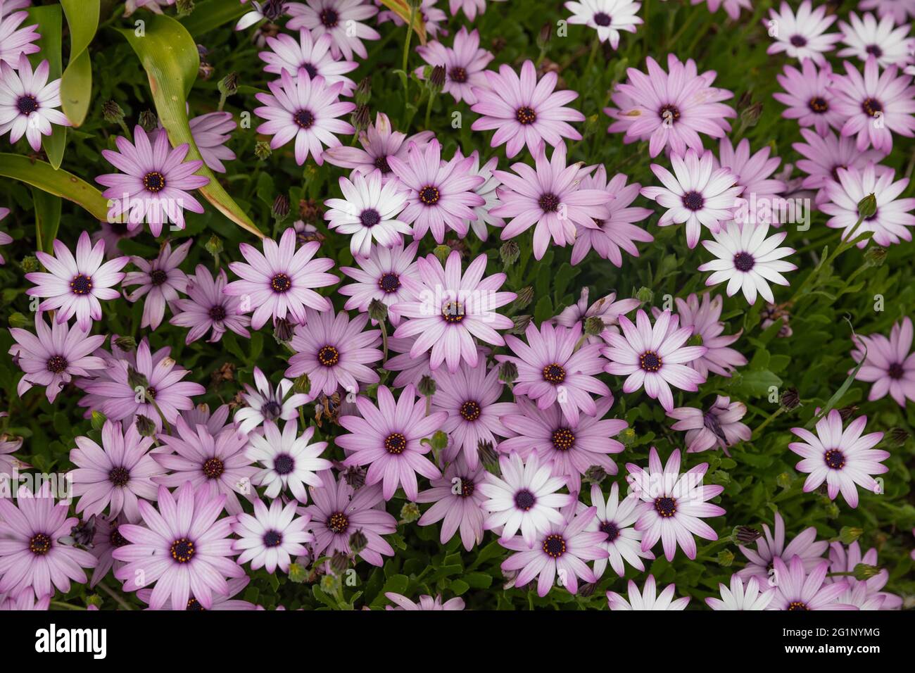 in Heartlands, Robinson's Shaft, Pool, Cornwall Stock Photo - Alamy