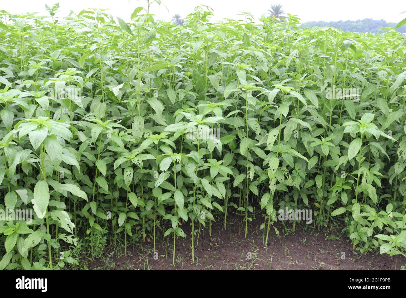 green colored jute farm on field for harvest and sell Stock Photo - Alamy