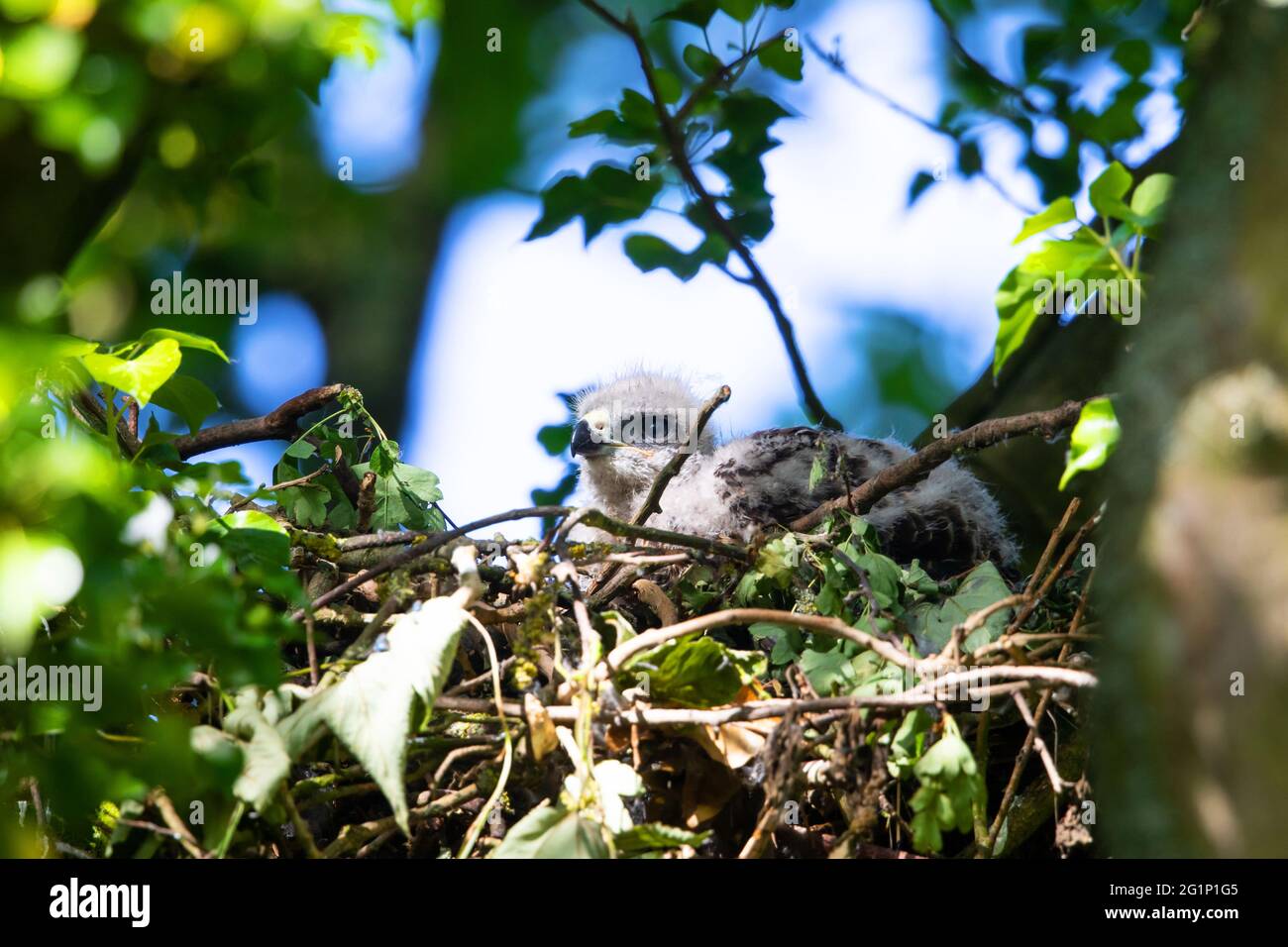 Common Buzzard chick in the nest growing well and soon be ready to ...