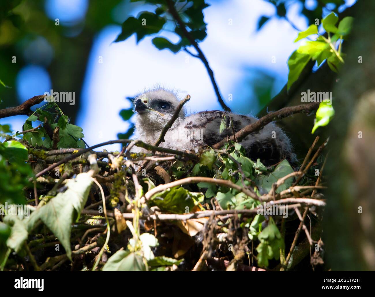 Common Buzzard chick in the nest growing well and soon be ready to ...