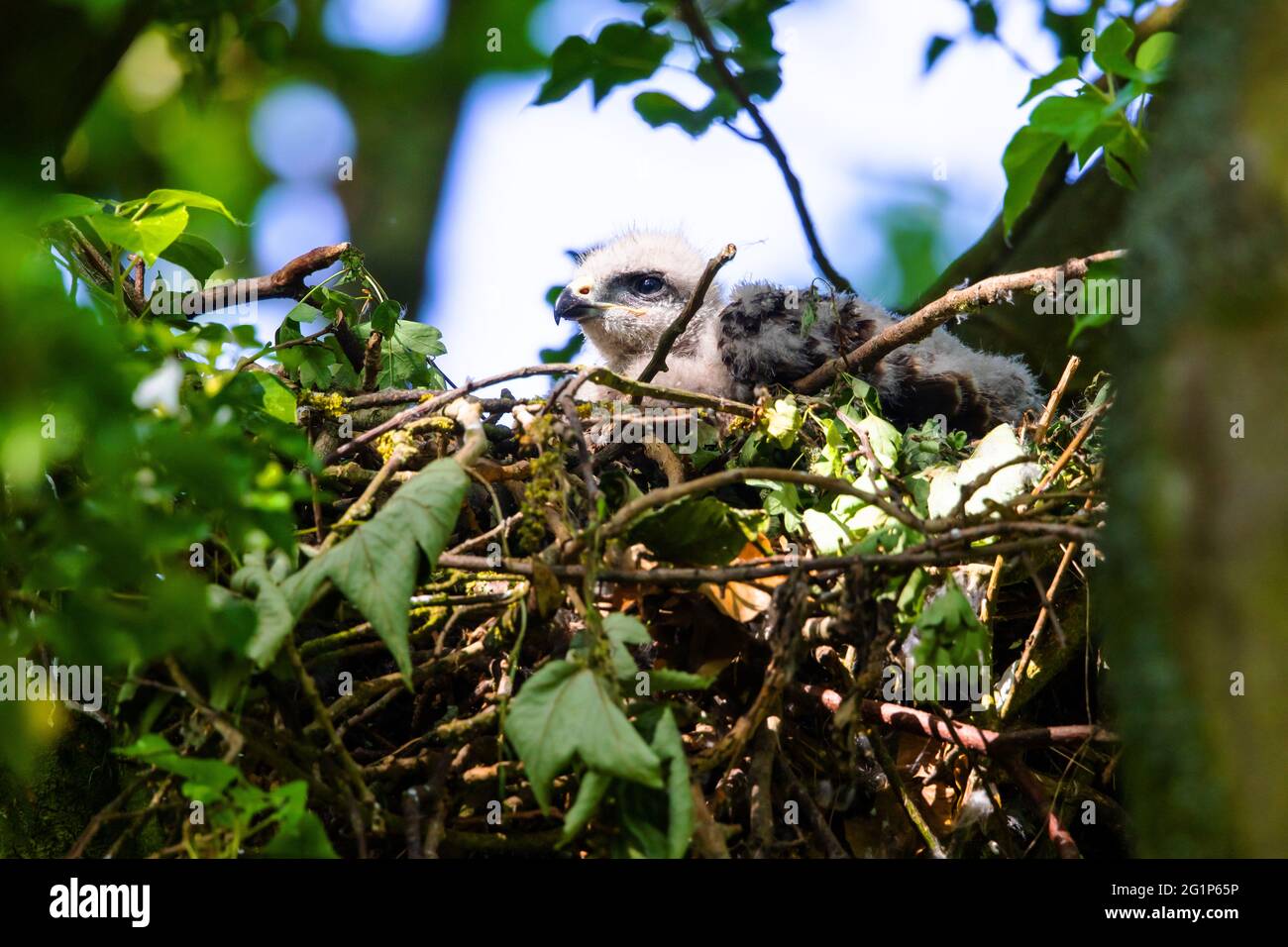 Common Buzzard chick in the nest growing well and soon be ready to ...