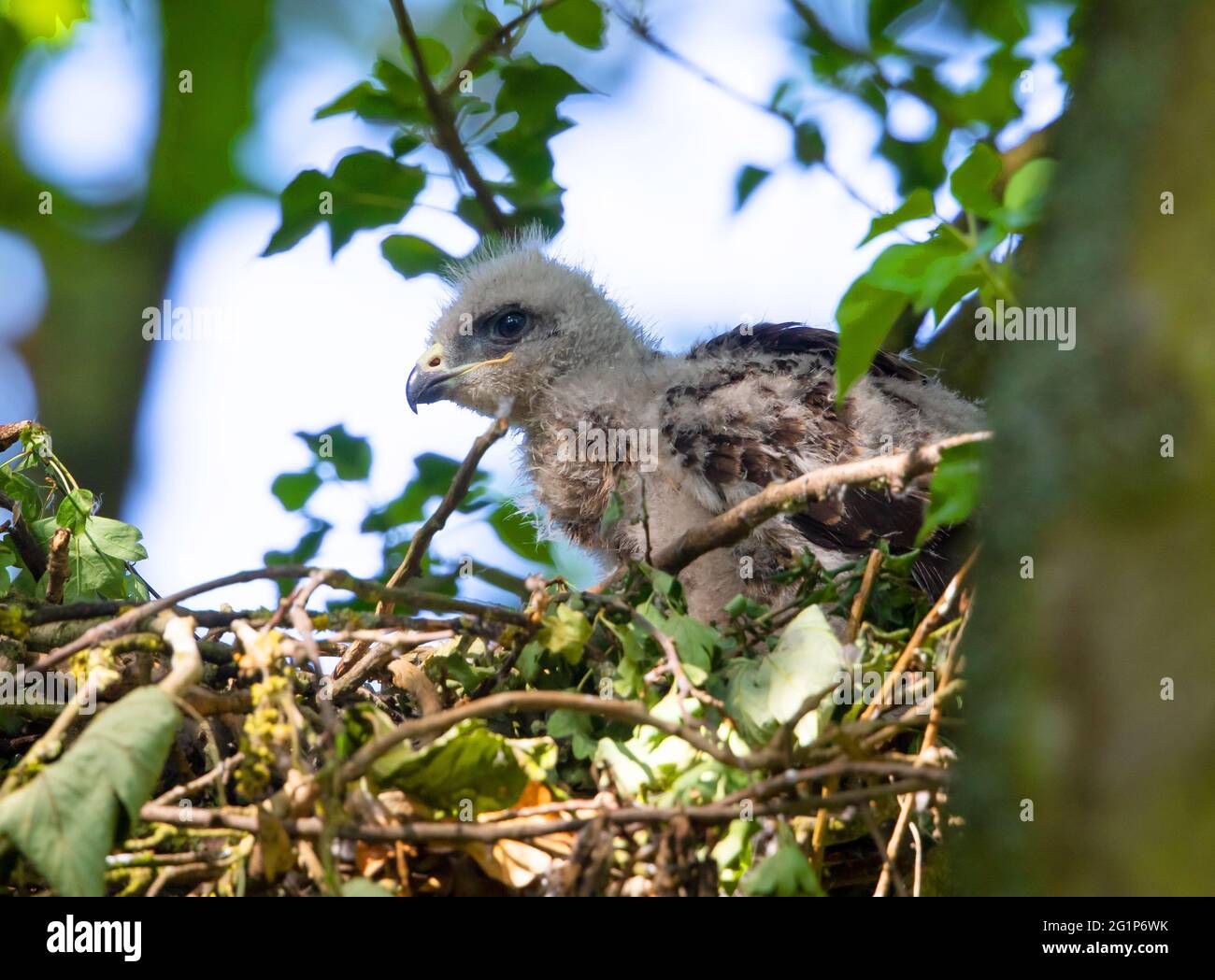 Common Buzzard chick in the nest growing well and soon be ready to ...