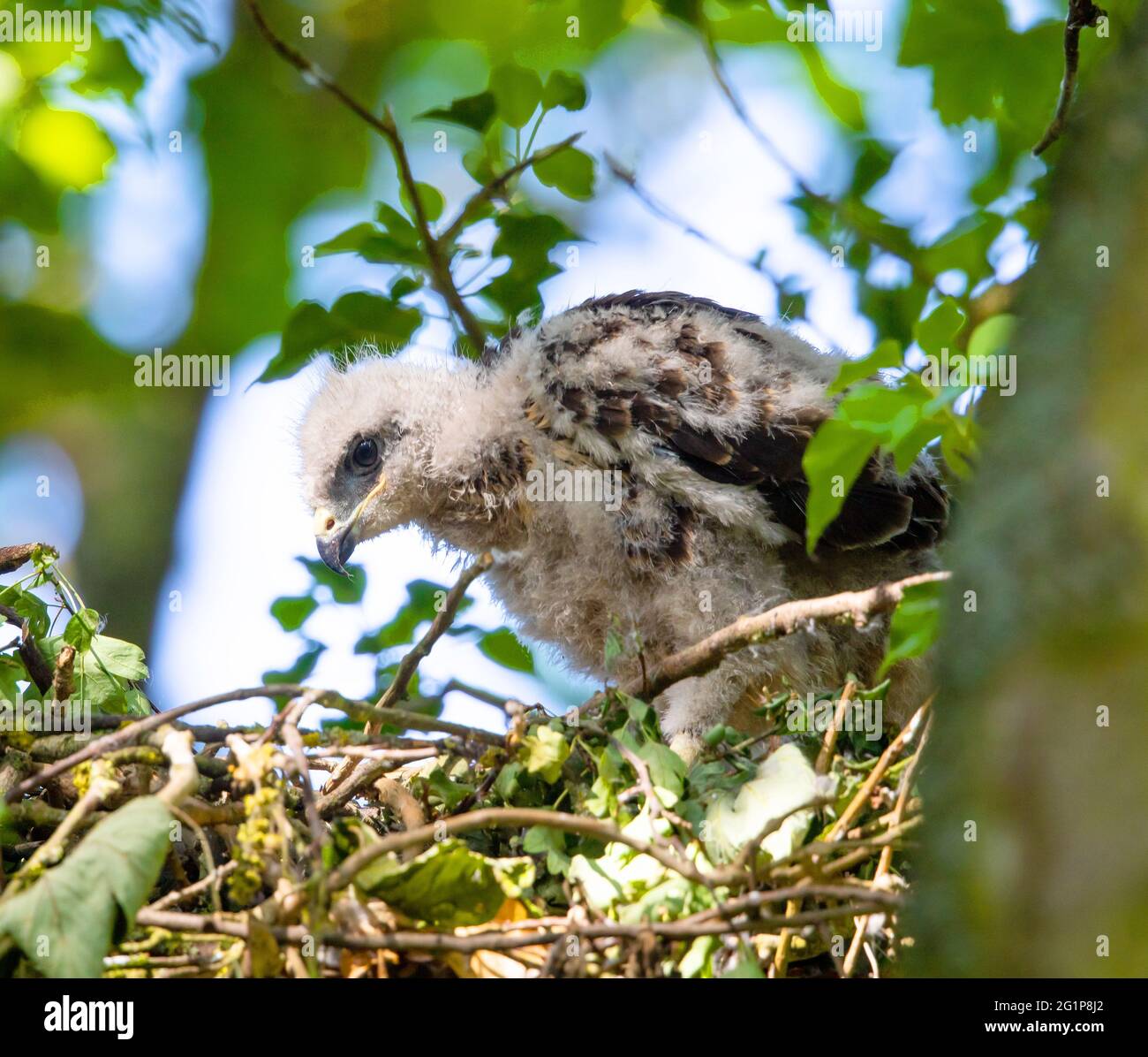 Common buzzard chick hi-res stock photography and images - Alamy