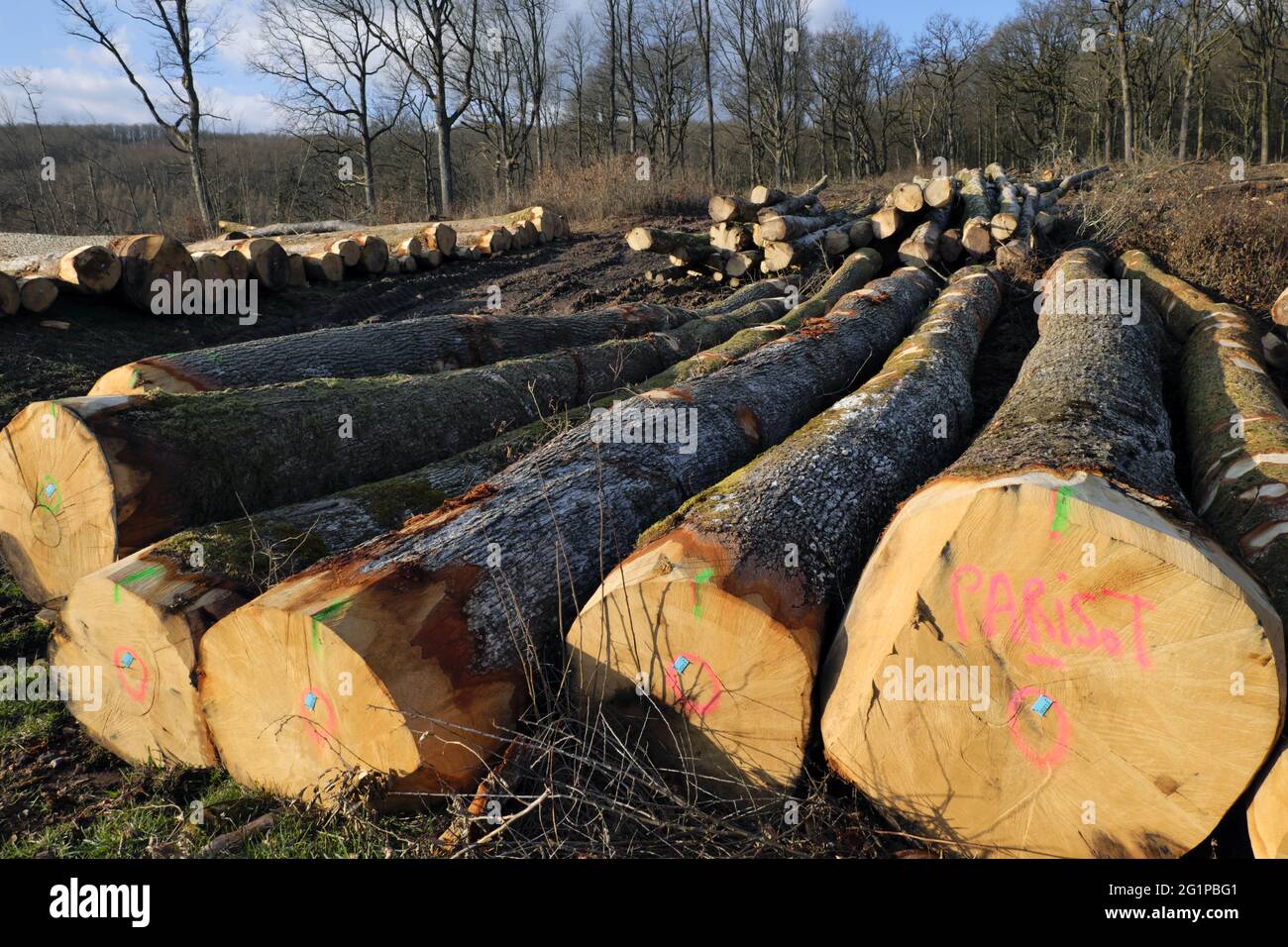 Oak logs france hi-res stock photography and images - Alamy