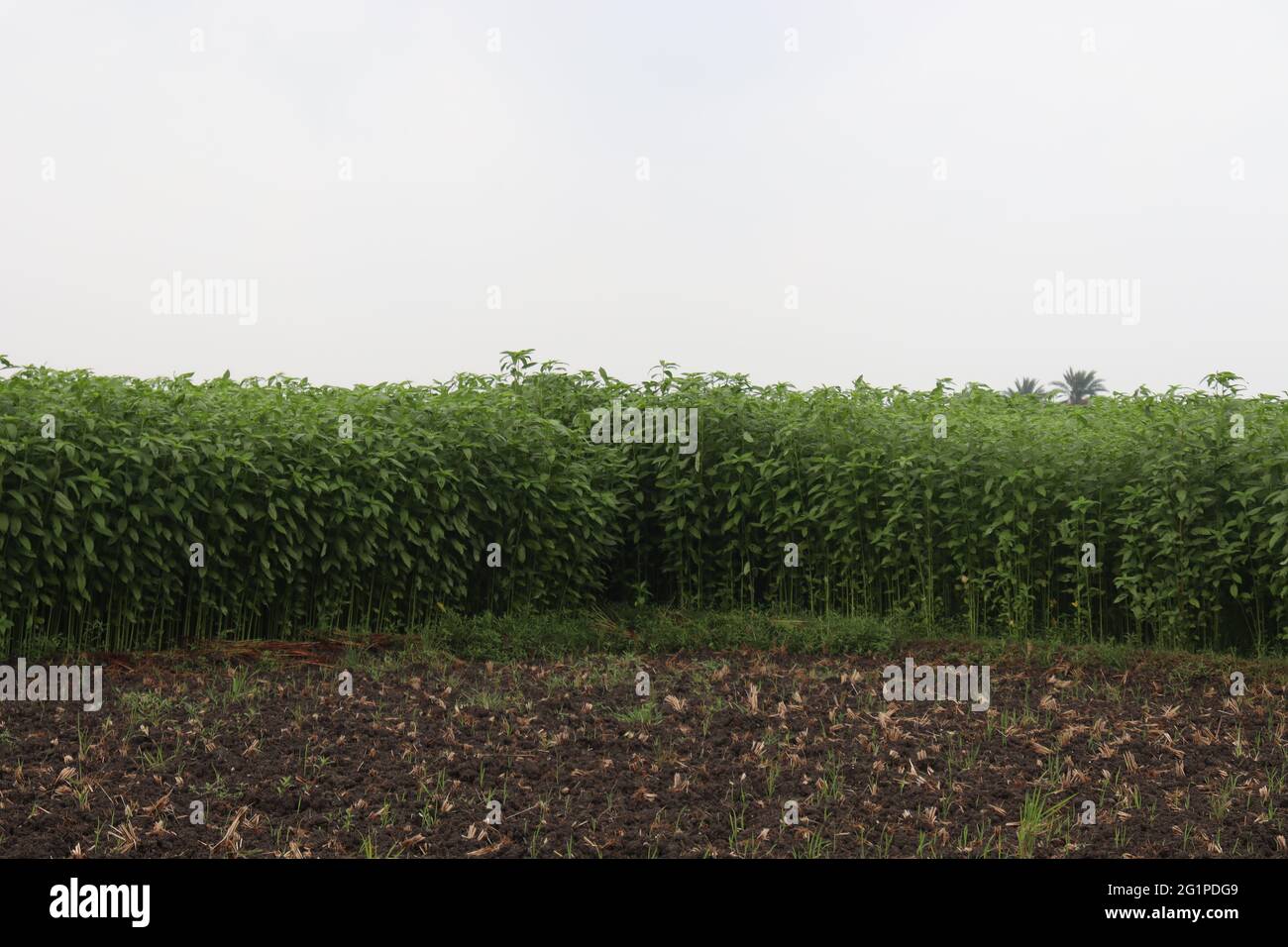 Jute bug hi-res stock photography and images - Alamy