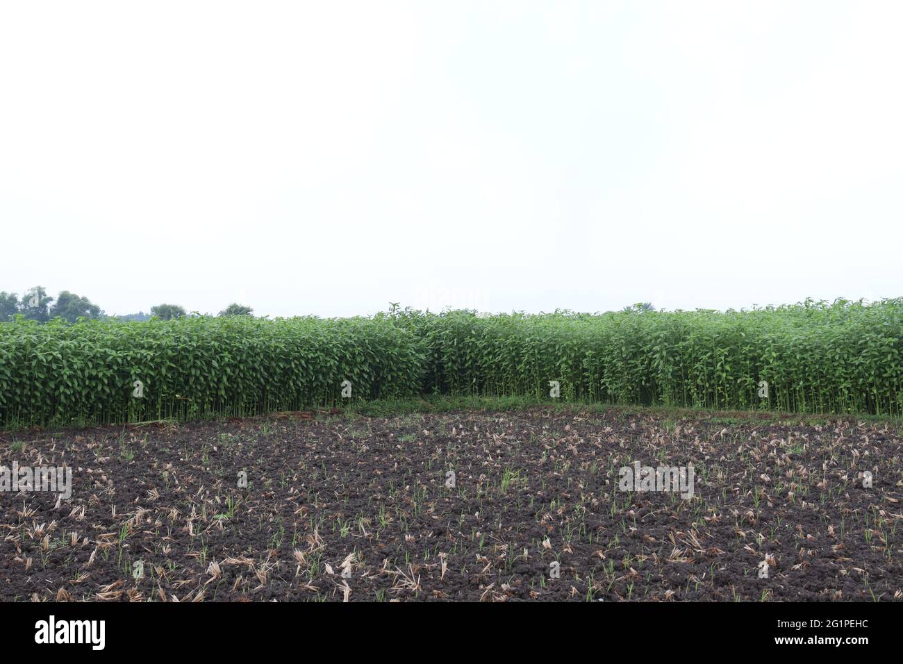 Green jute field hi-res stock photography and images - Alamy