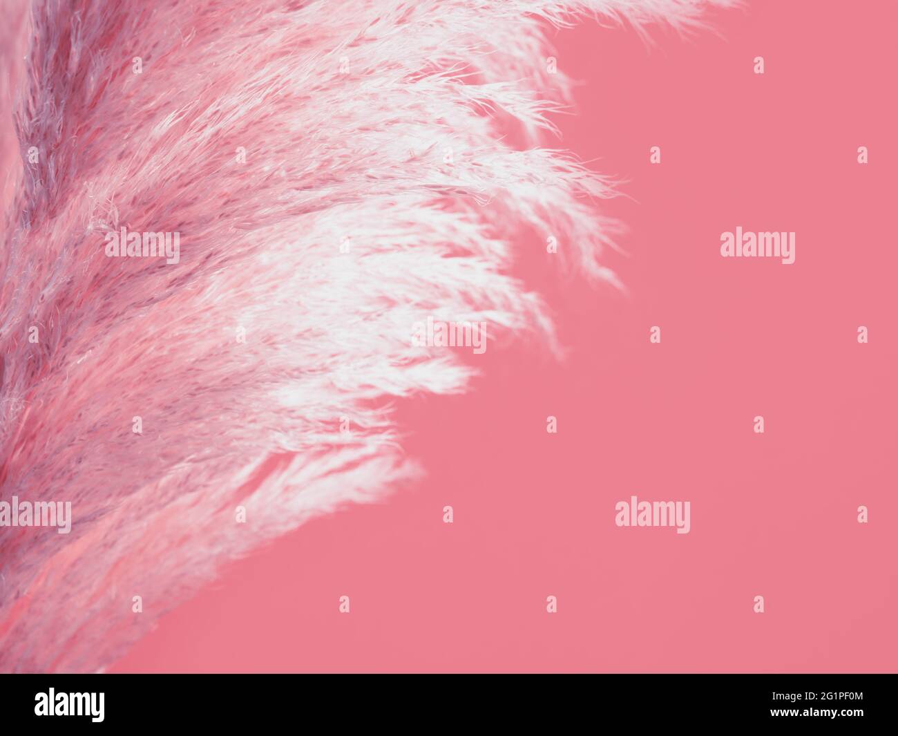 Coral red background with fluffy pampas grass. Minimal natural backdrop ...