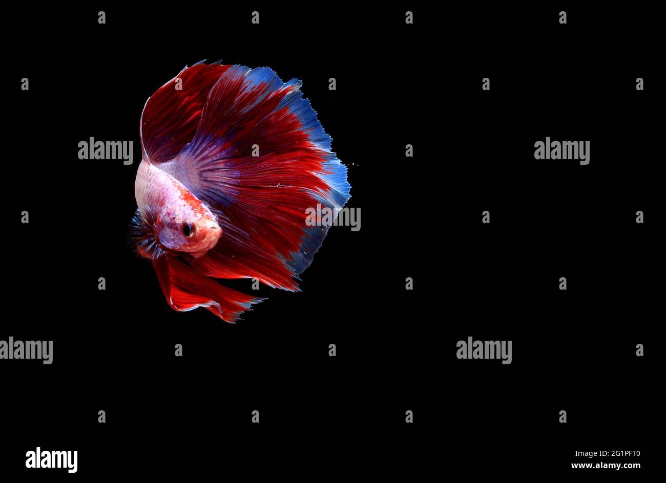 Red and white fish hi-res stock photography and images - Alamy