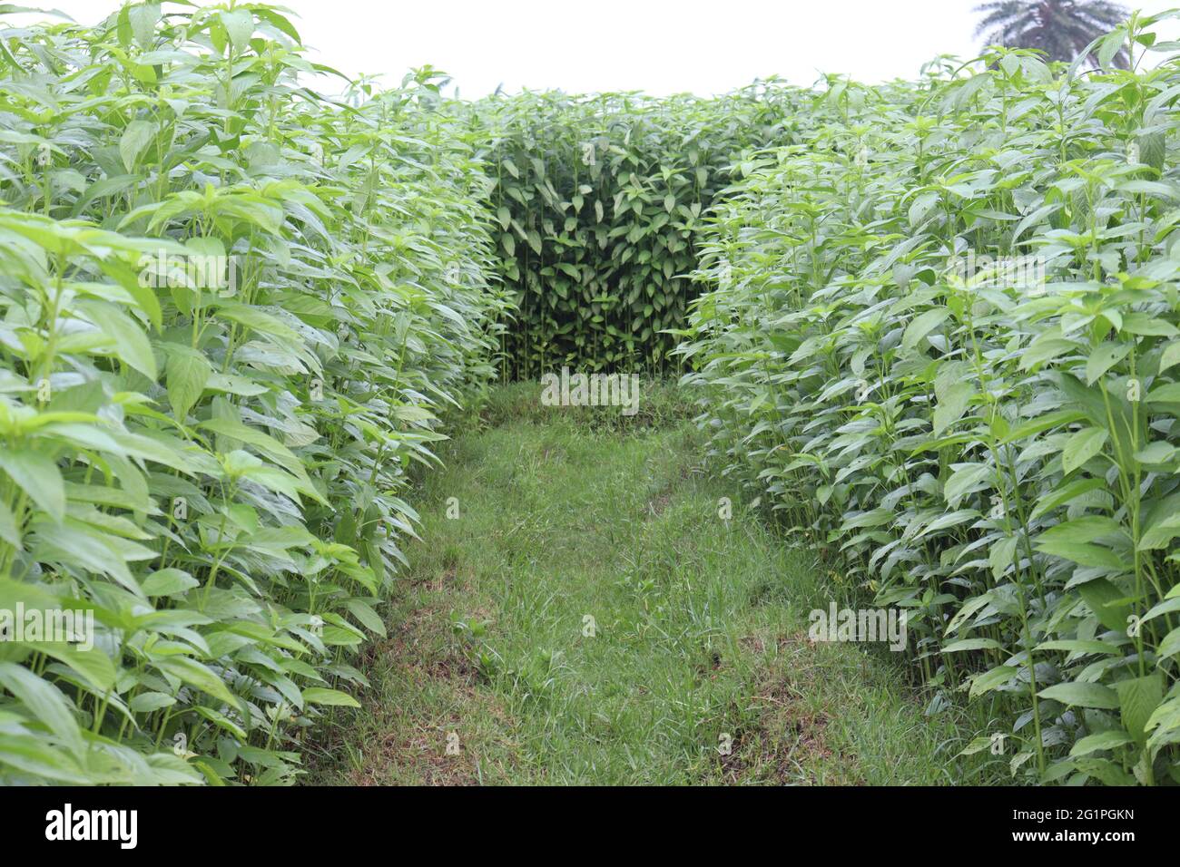 green colored jute farm on field for harvest and sell Stock Photo - Alamy
