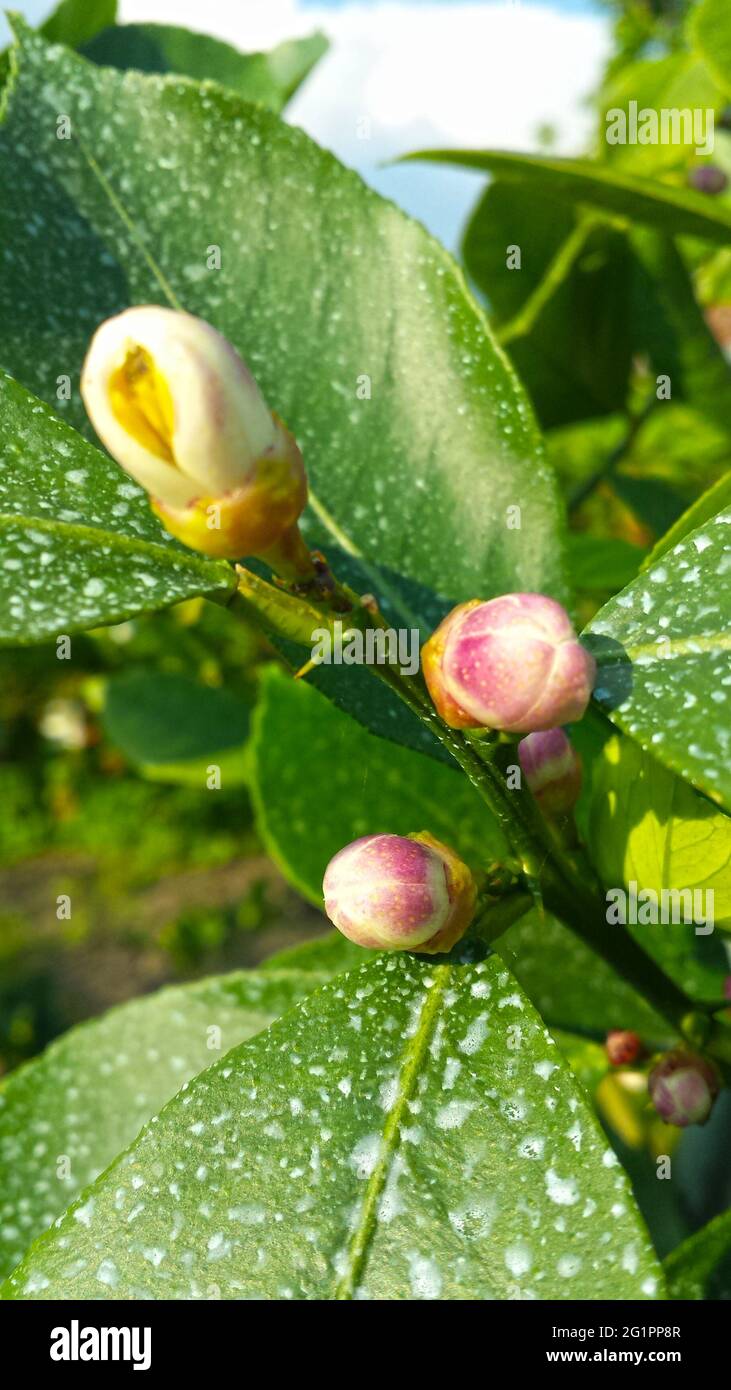 Beautiful and colorful flowers. Backgrounds and textures Stock Photo ...