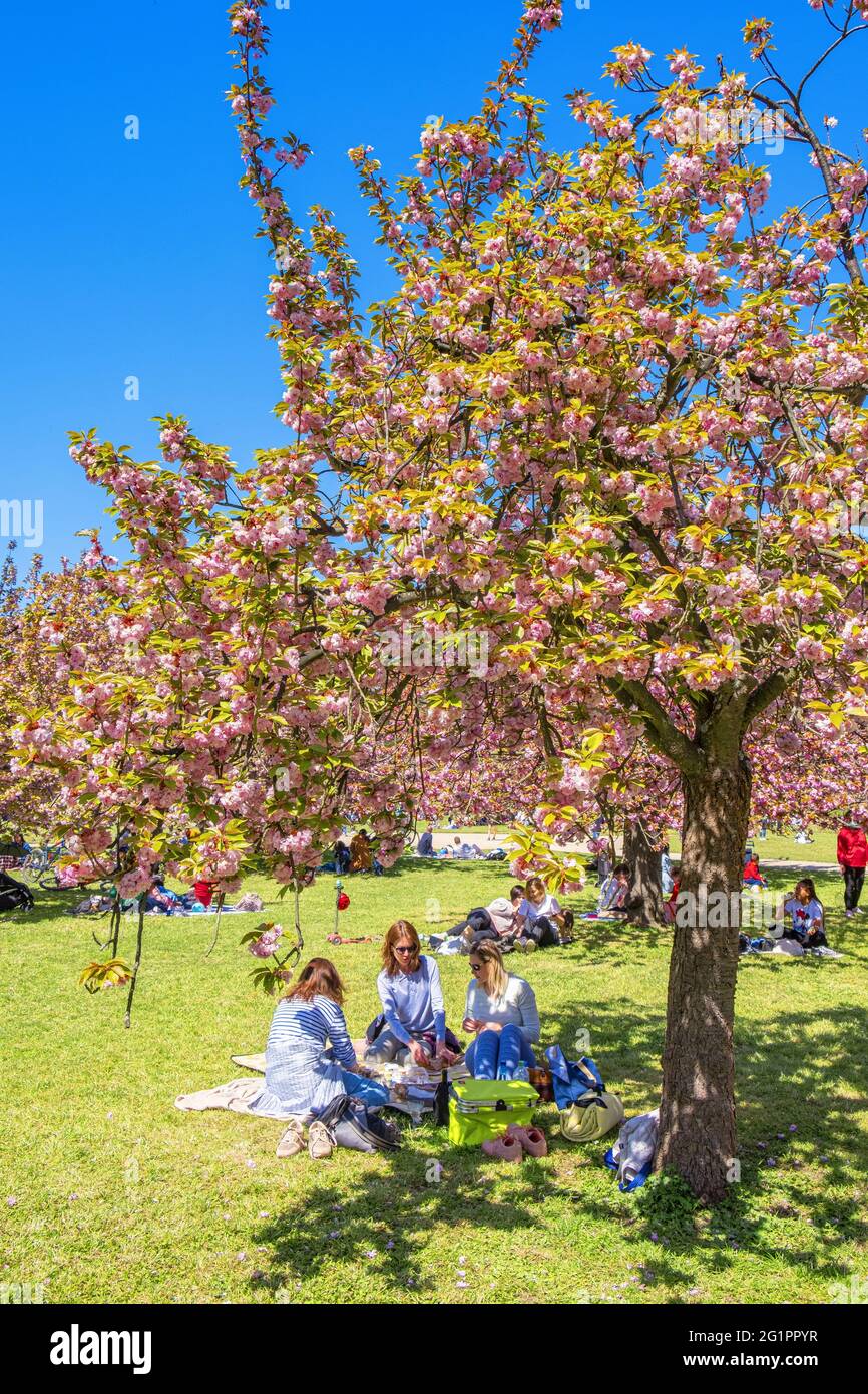 France, Hauts de Seine, Sceaux, Sceaux park, North Bosquet, cherry ...