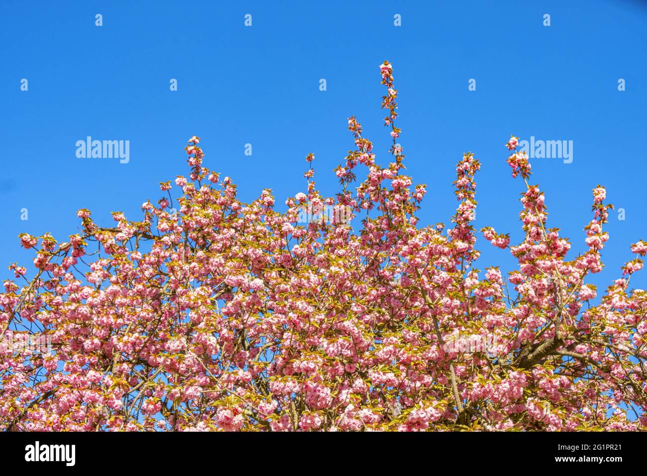 France, Hauts de Seine, Sceaux, Sceaux park, North Bosquet, cherry ...