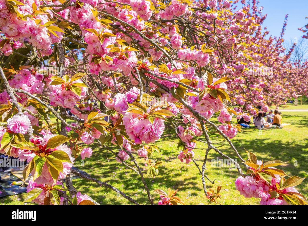 France, Hauts de Seine, Sceaux, Sceaux park, North Bosquet, cherry ...