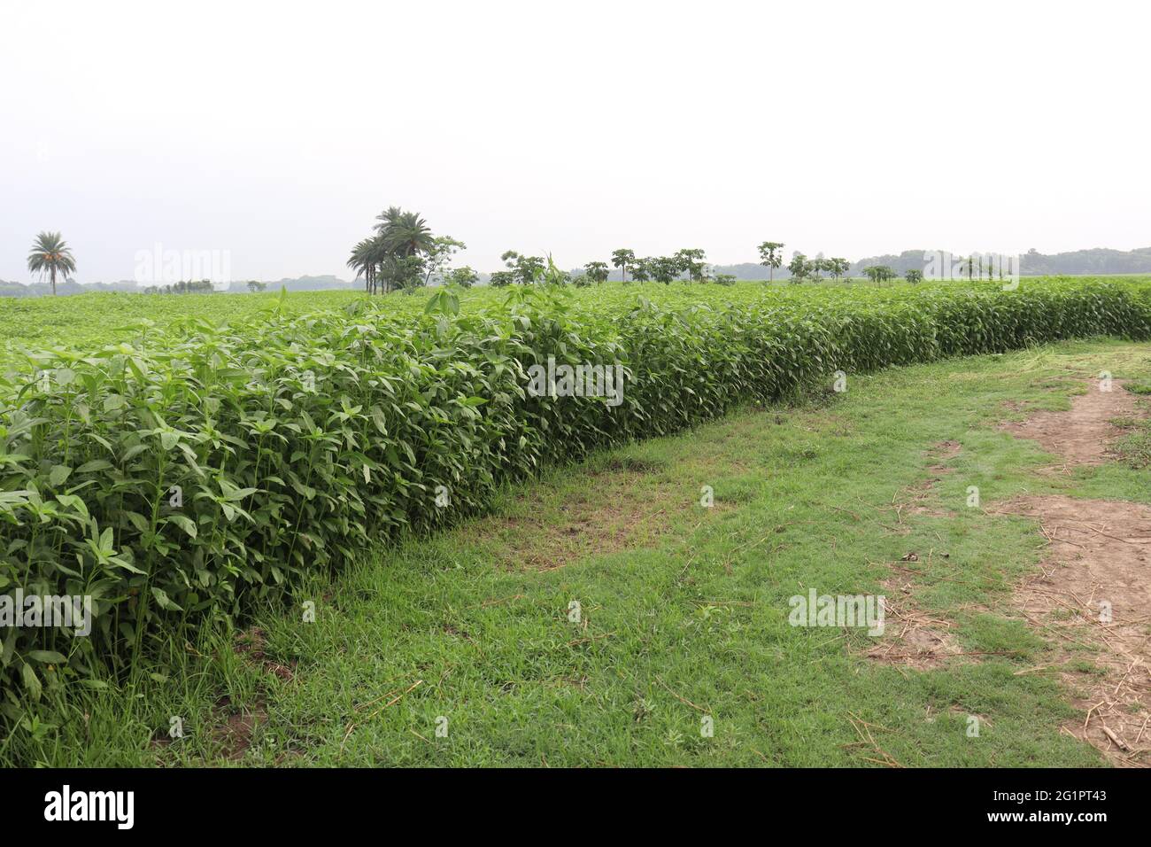 green colored jute farm on field for harvest and sell Stock Photo - Alamy