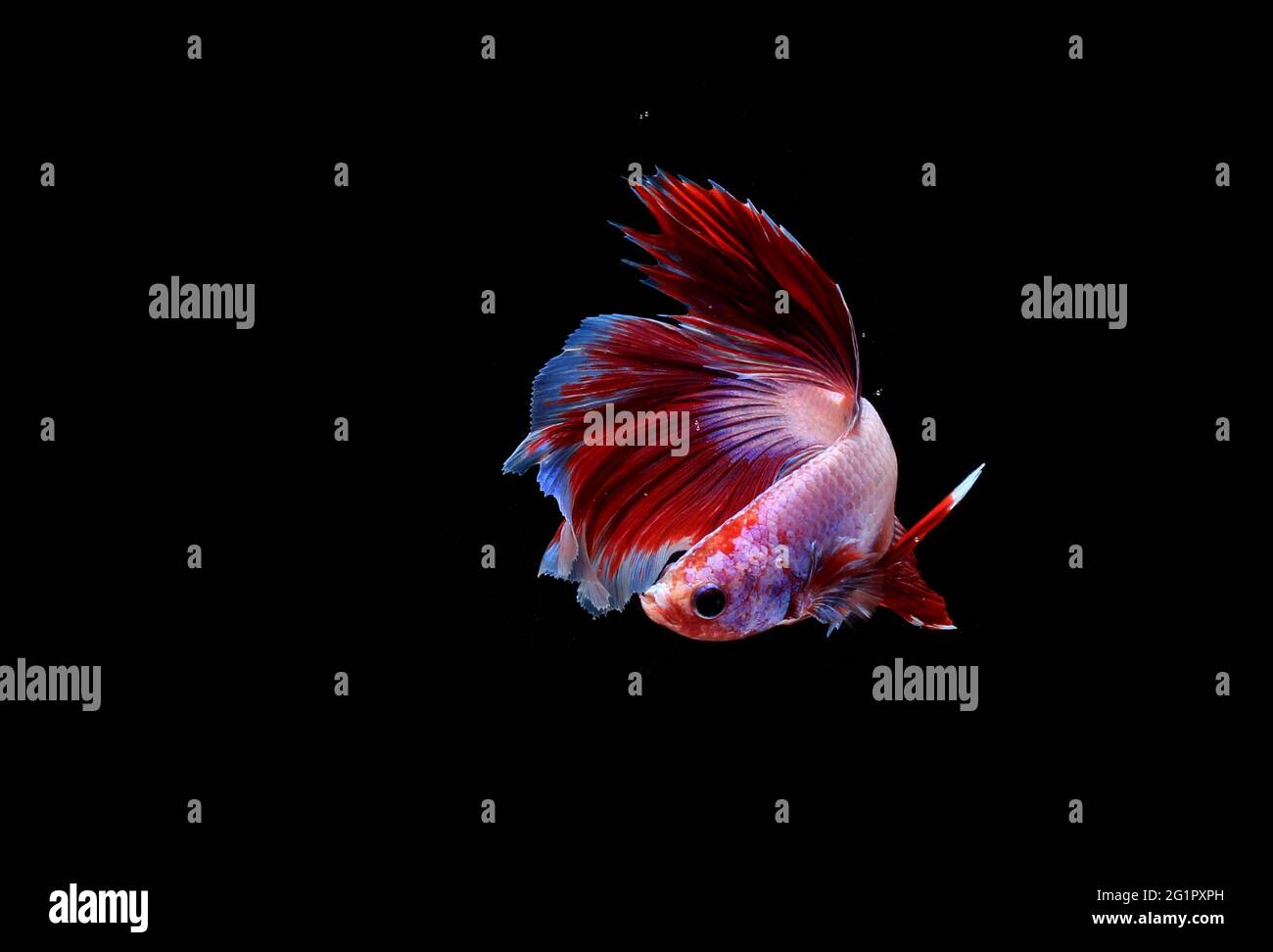Red and white fish hi-res stock photography and images - Alamy