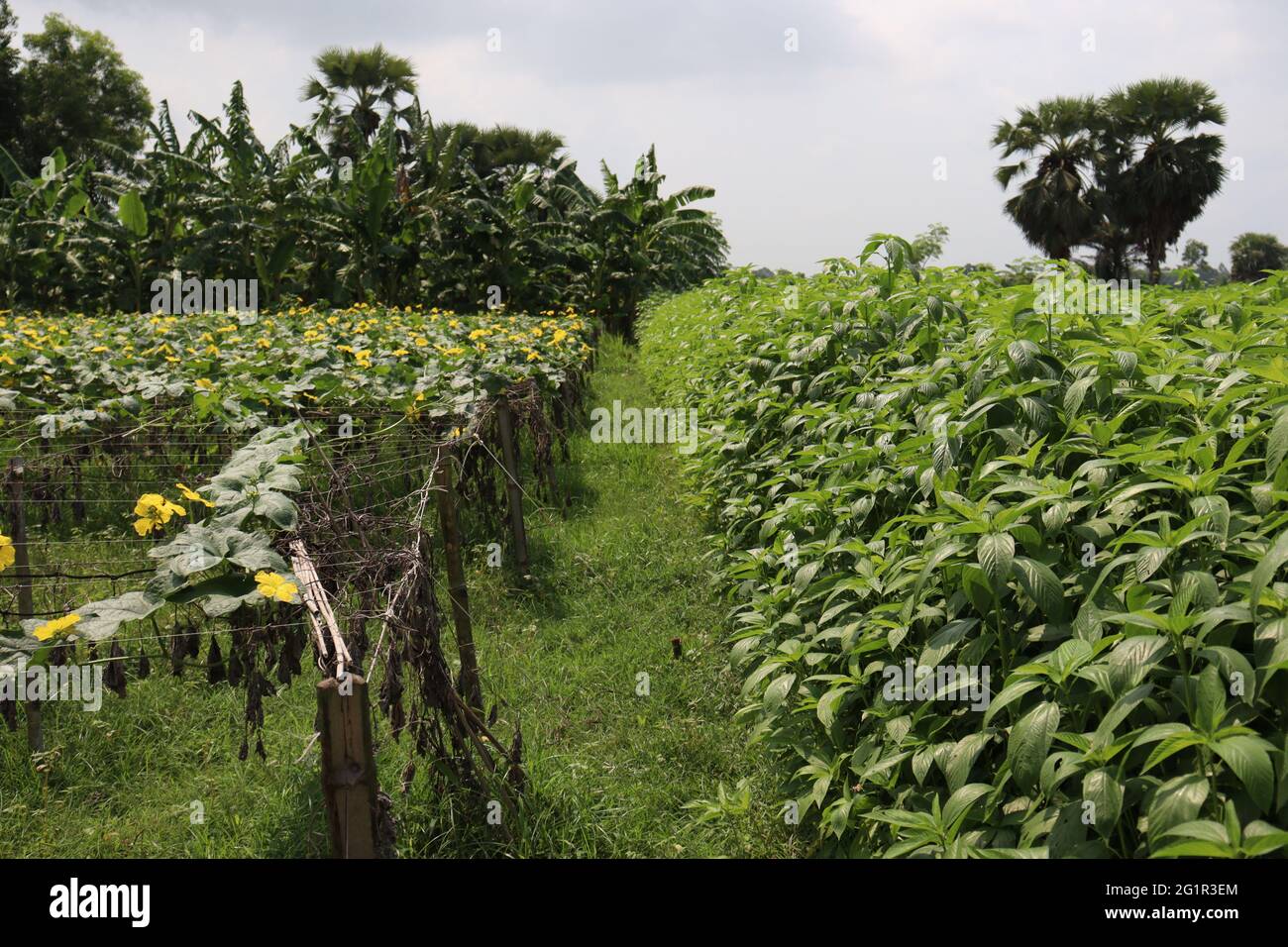 green colored jute farm on field for harvest and sell Stock Photo - Alamy