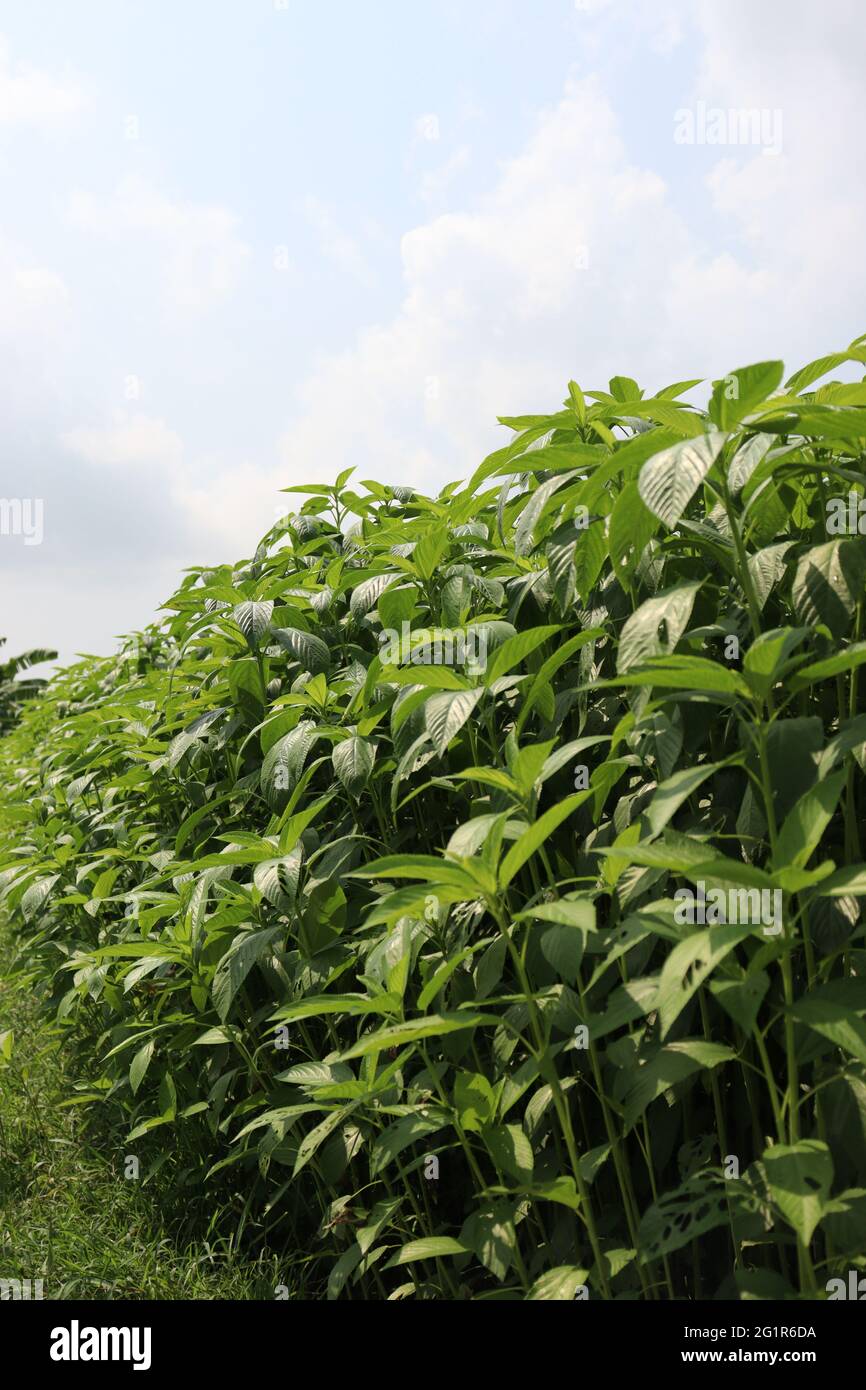 green colored jute farm on field for harvest and sell Stock Photo - Alamy