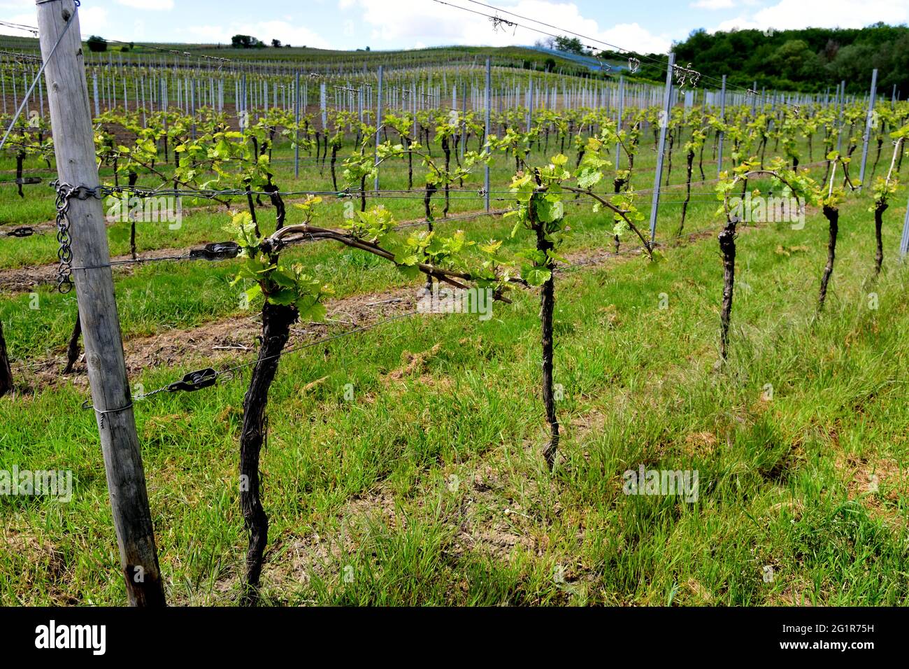 The grapevines of the Riesling grape growing near the village of ...