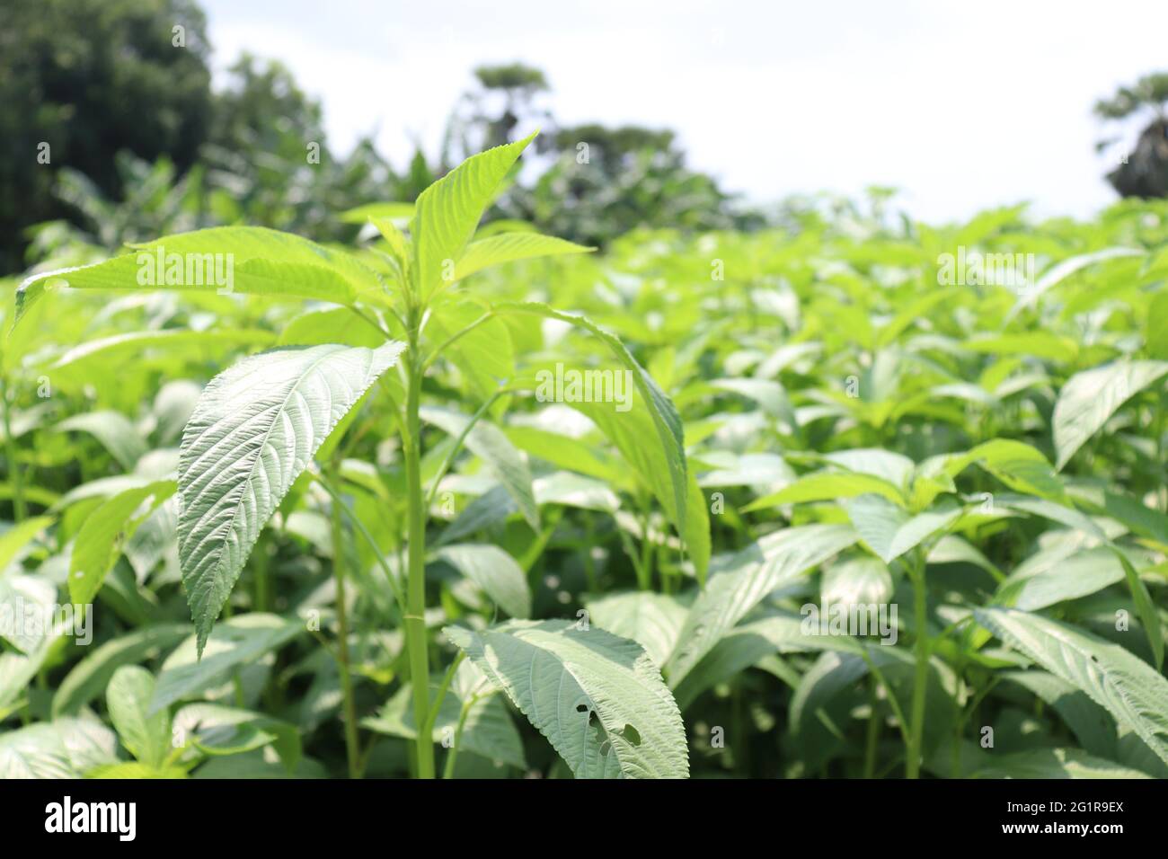green colored jute farm on field for harvest and sell Stock Photo - Alamy