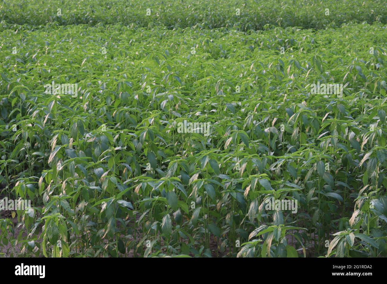 green colored jute farm on field for harvest and sell Stock Photo - Alamy