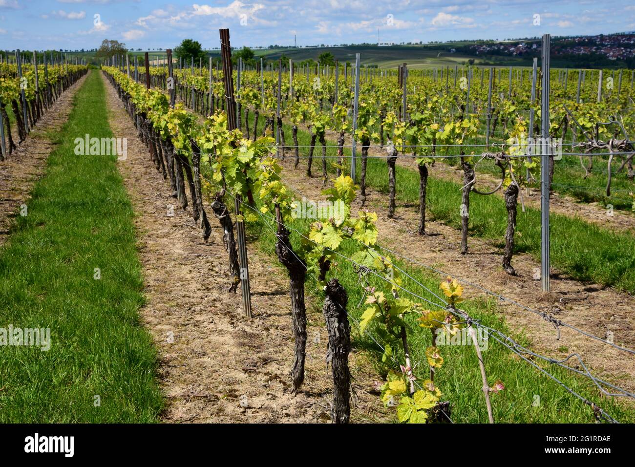 The grapevines of the Victory vine growing near the village of Saulheim ...