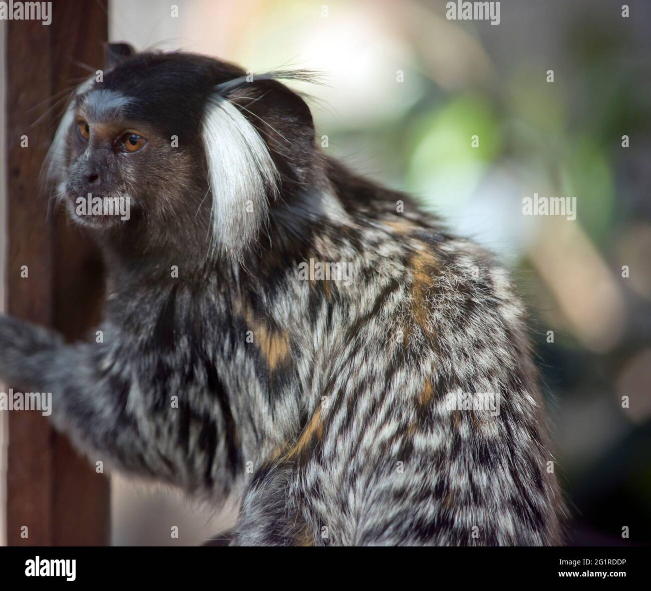 the common marmoset is a small monkey Stock Photo - Alamy