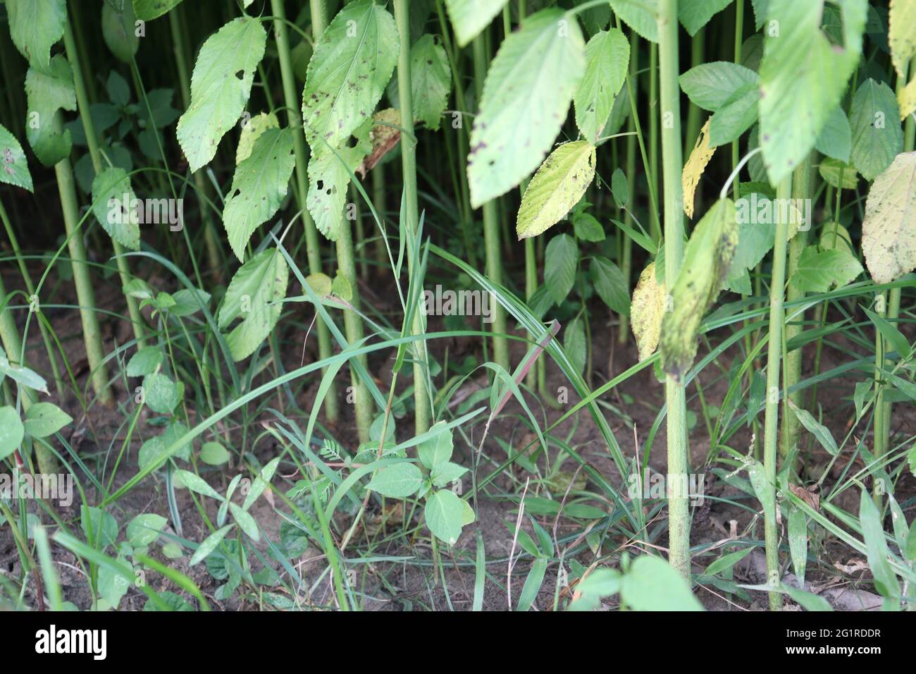 green colored jute farm on field for harvest and sell Stock Photo - Alamy