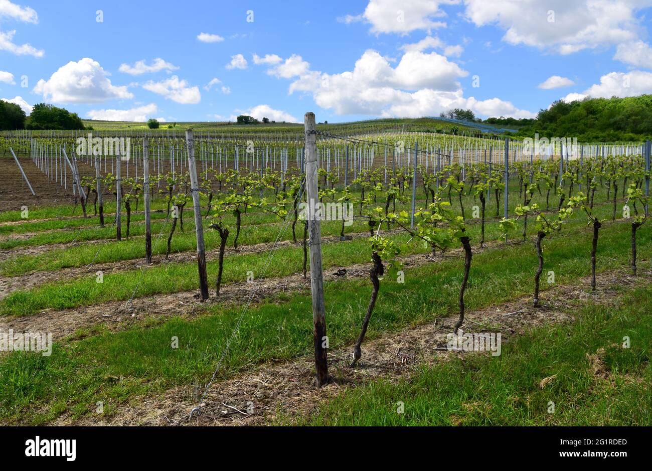 The grapevines of the silvaner grape growing near the village of ...