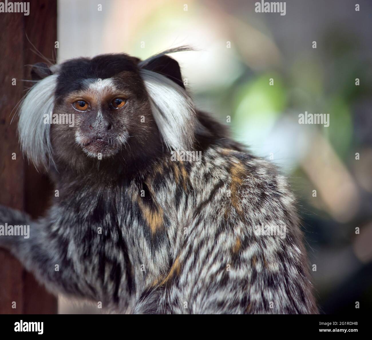 the common marmoset is a small monkey Stock Photo - Alamy
