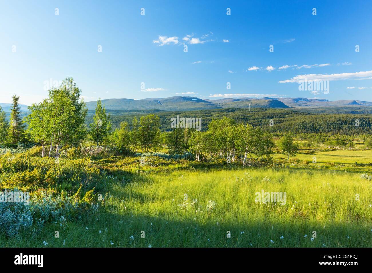 Arctic tree line hi-res stock photography and images - Alamy