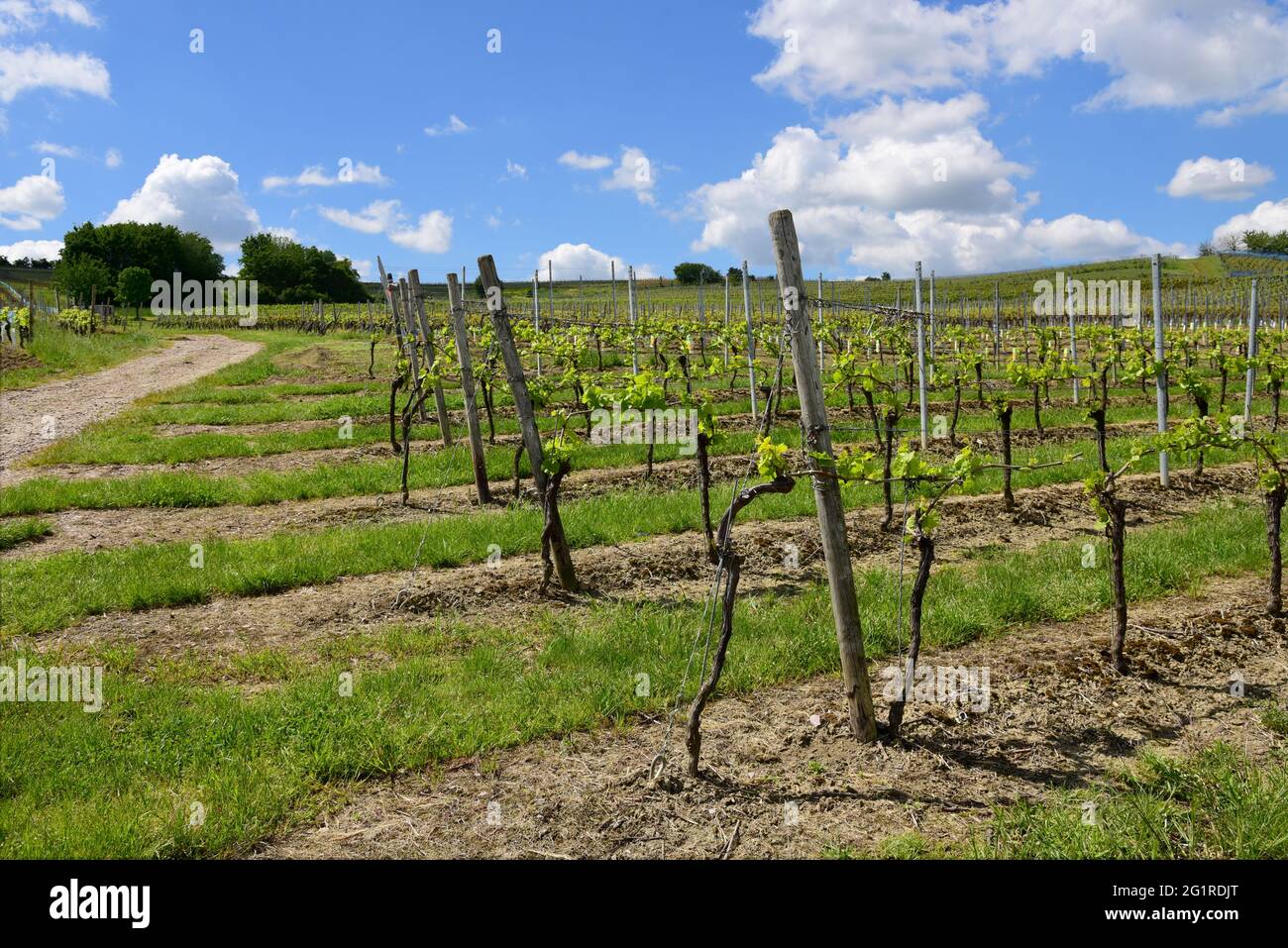 The grapevines of the silvaner grape growing near the village of ...