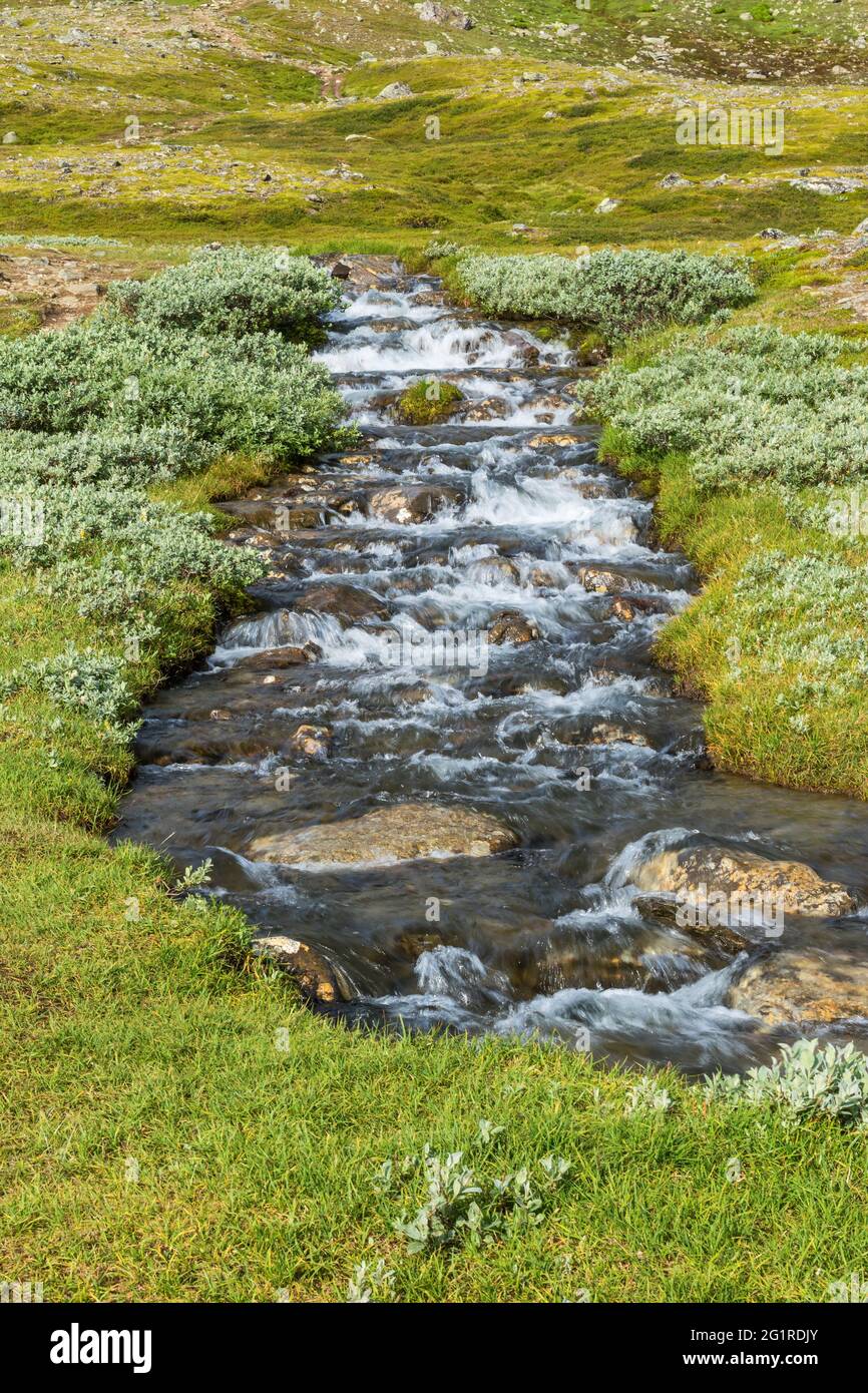 Mountain river on a moorland above the treeline Stock Photo - Alamy