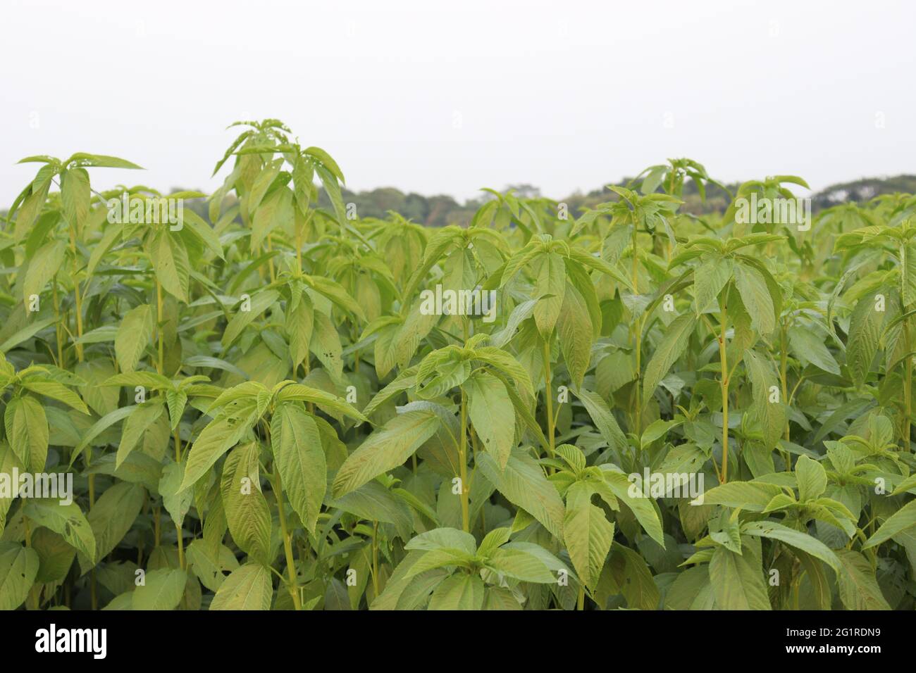 Jute bug hi-res stock photography and images - Alamy
