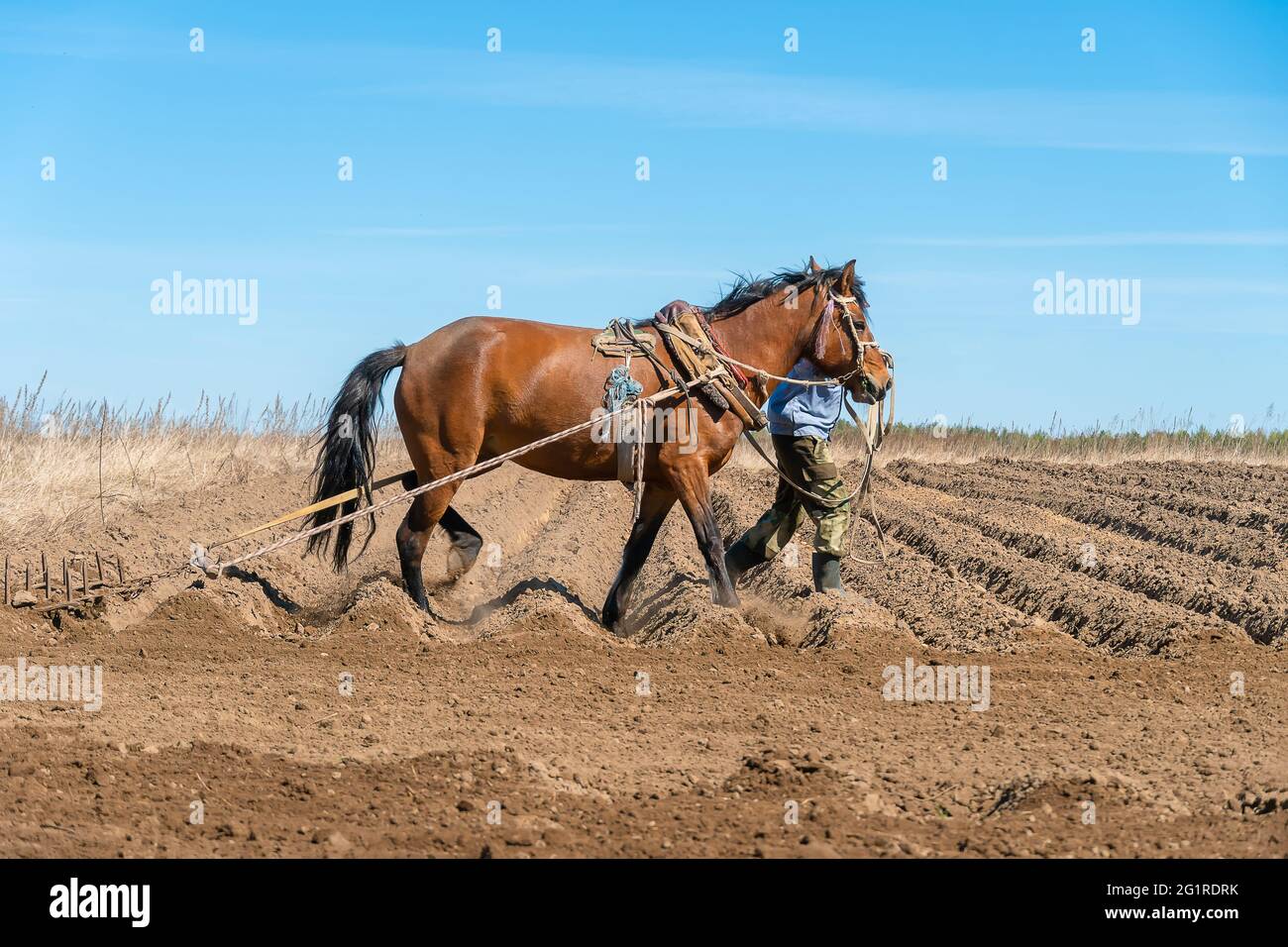 Harrowing field animal hi-res stock photography and images - Alamy