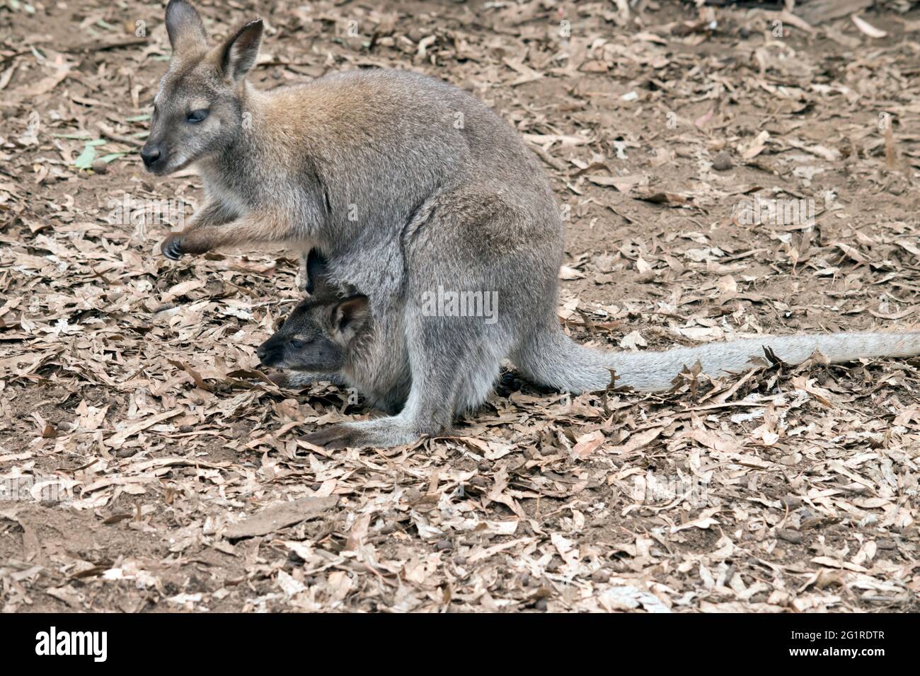 the red necked wallaby is a brown and grey wallaby with a joey in her ...