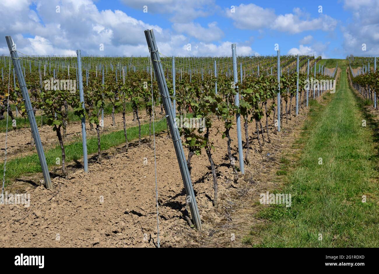 The grapevines of the domina grape growing near the village of Saulheim ...
