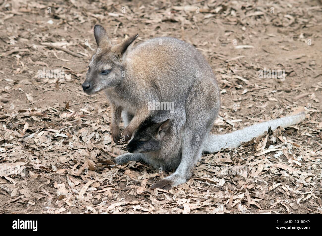 the red necked wallaby is a brown and grey wallaby with a joey in her ...